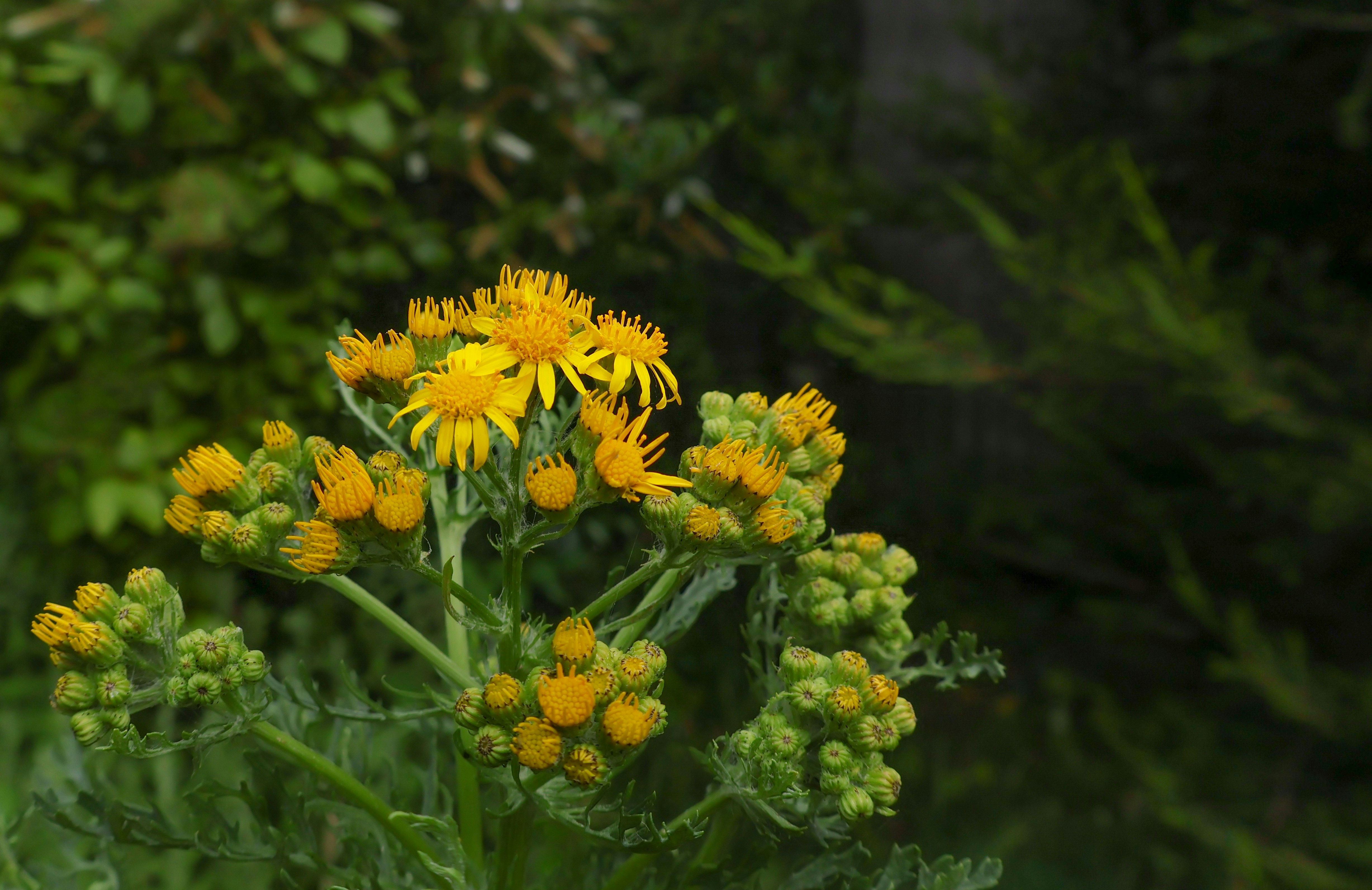 Golden bloom cluster wakes a shaded garden