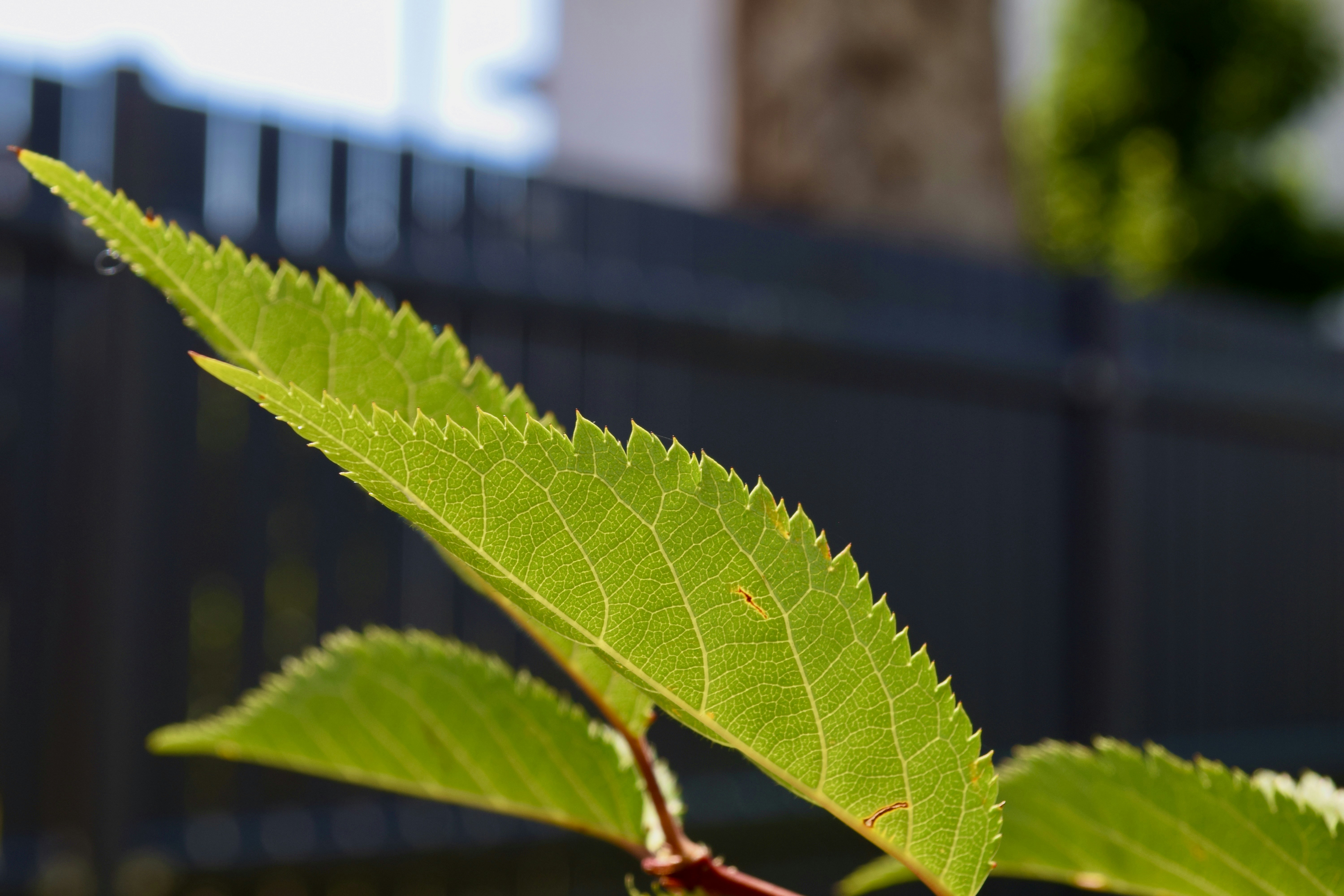 Sunlit Leaf Edge: A Close-Up of Verdant Veins