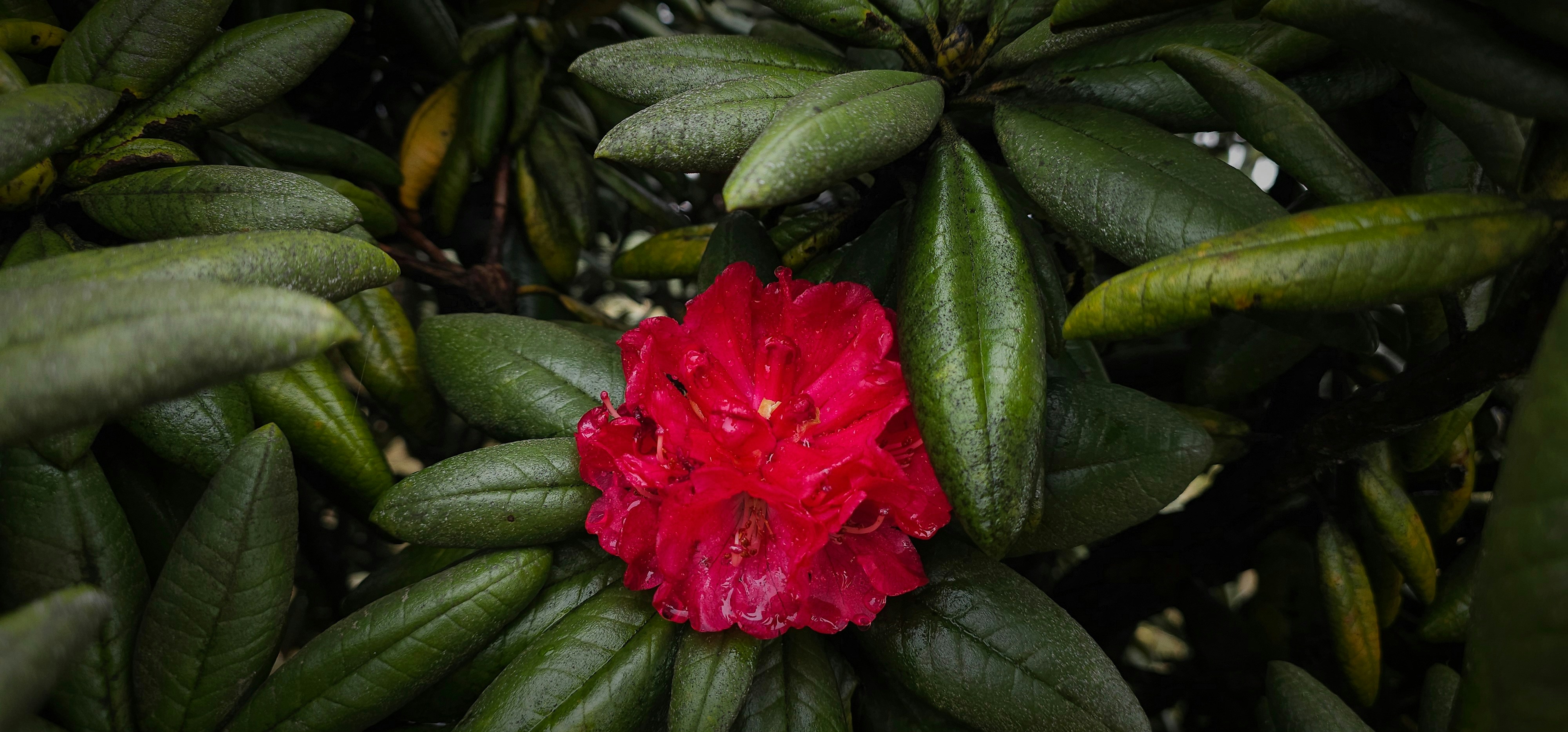 Scarlet Bloom Amid Evergreen Veil