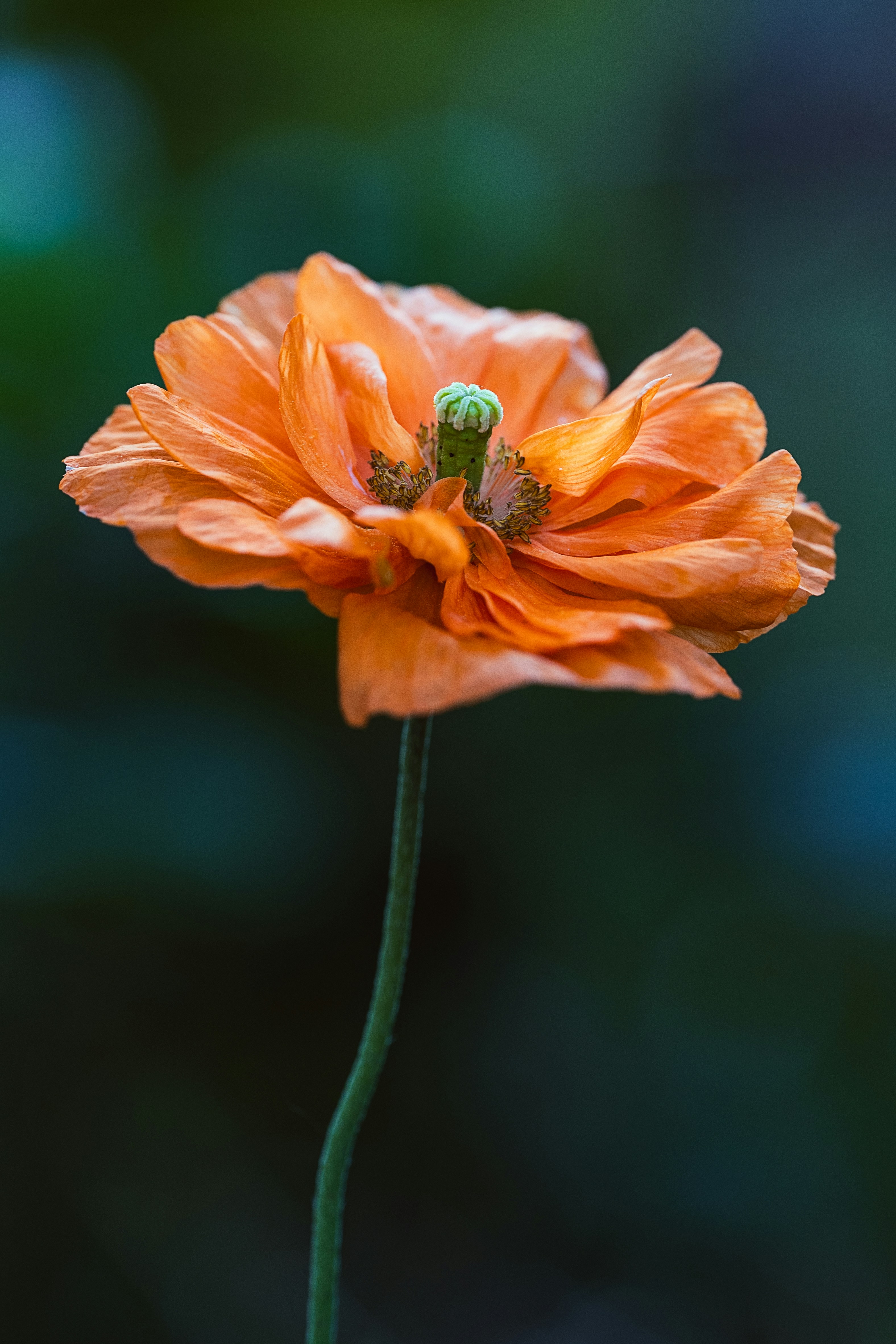 Orange Papery Bloom Against a Velvet Green Backdrop