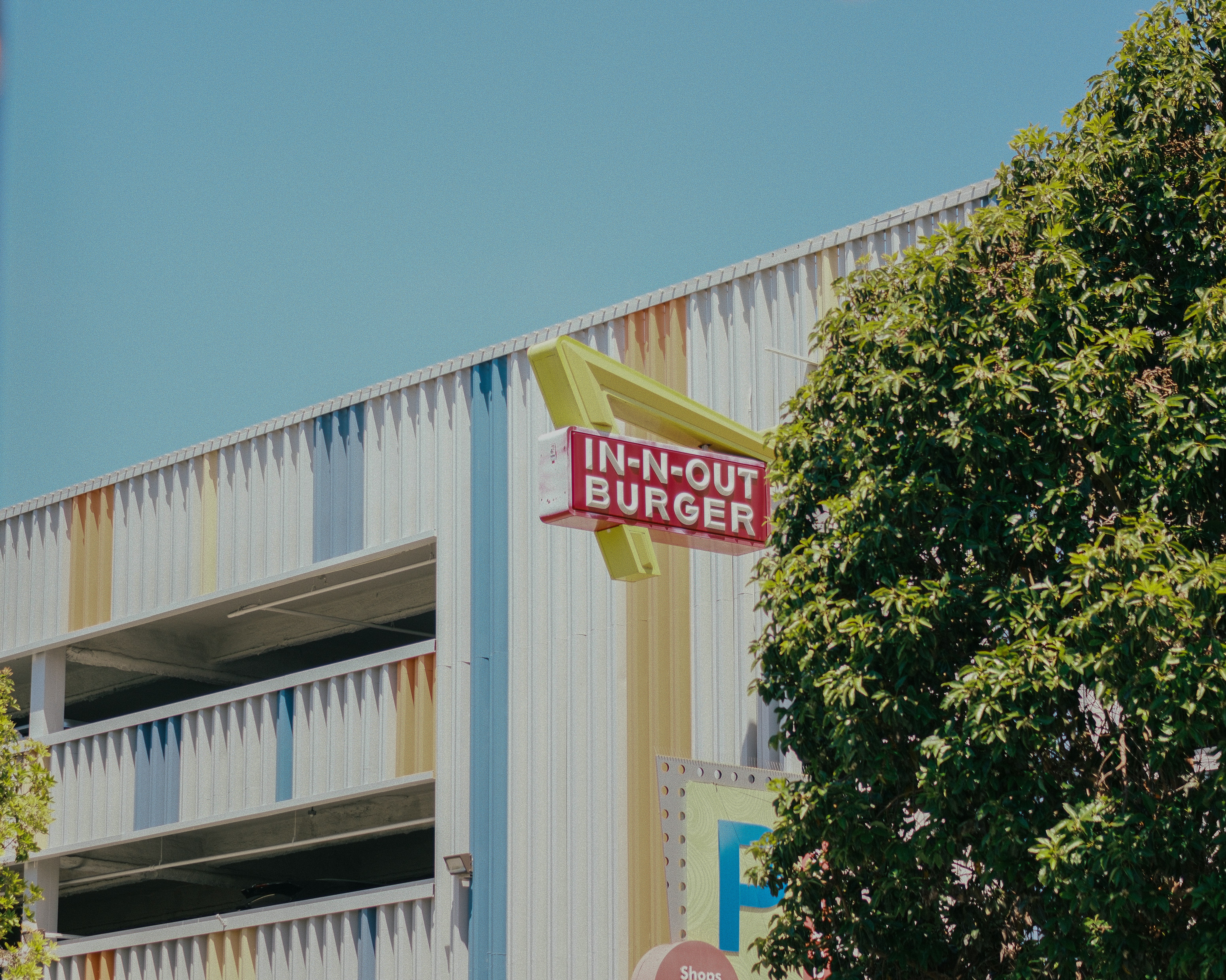 Colorful facade and orange sign: In-N-Out Burger over a green tree