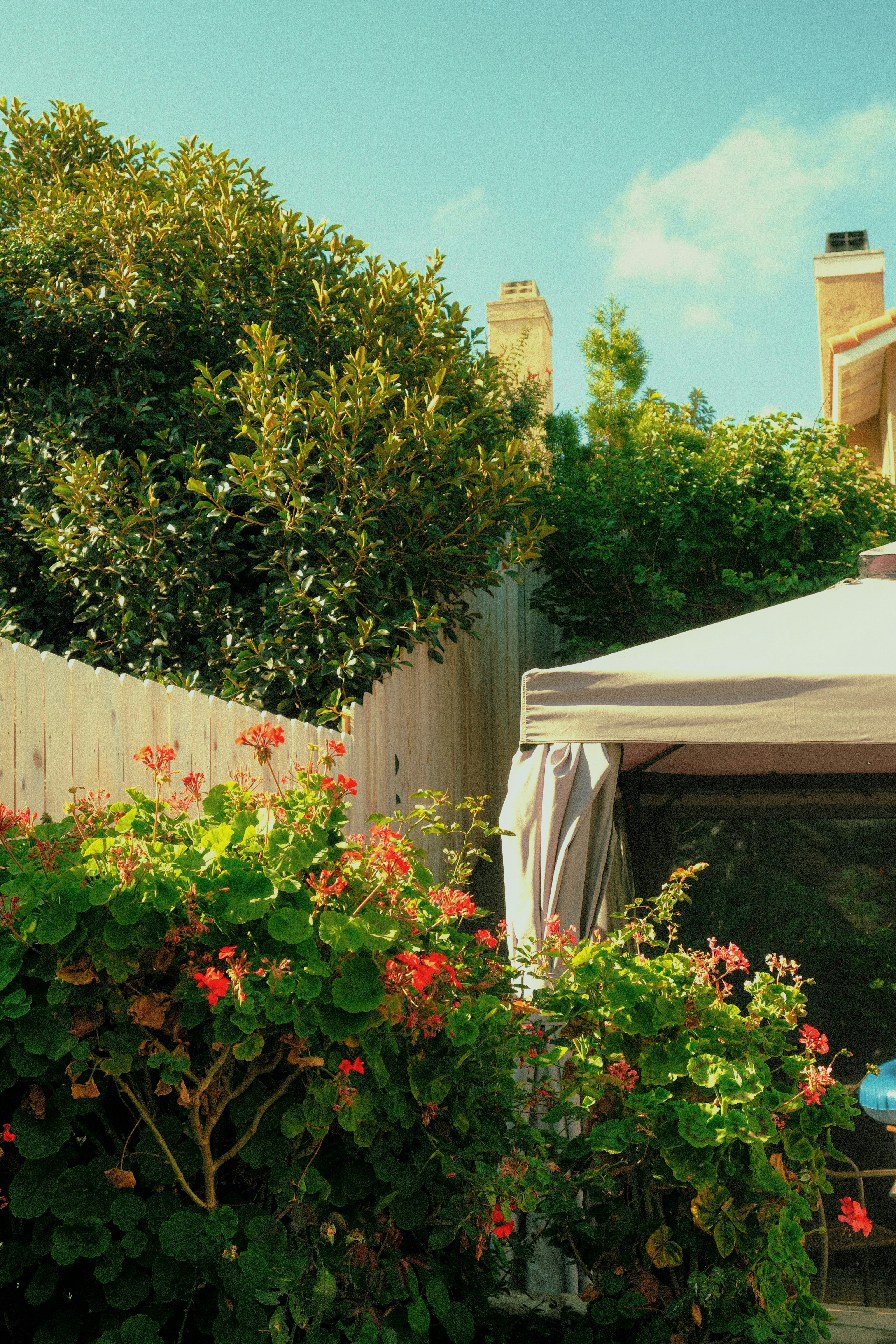 Sunlit Garden Canopy: A Quiet Backyard Oasis Under Clear Skies