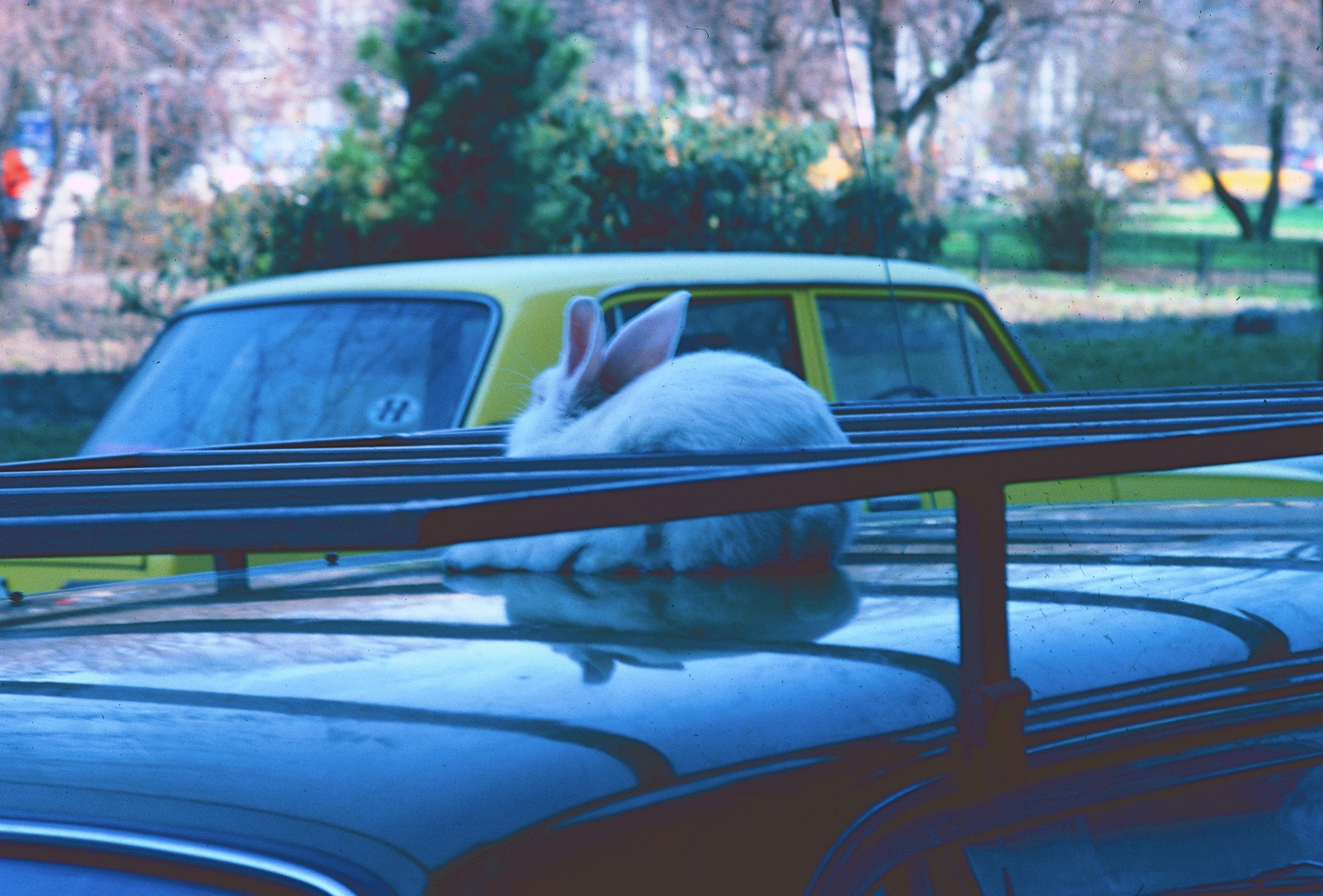 A white pet rabbit sitting on a roof rack mounted on a car in a sqare in central Budapest, Hungary in the spring of 1991.