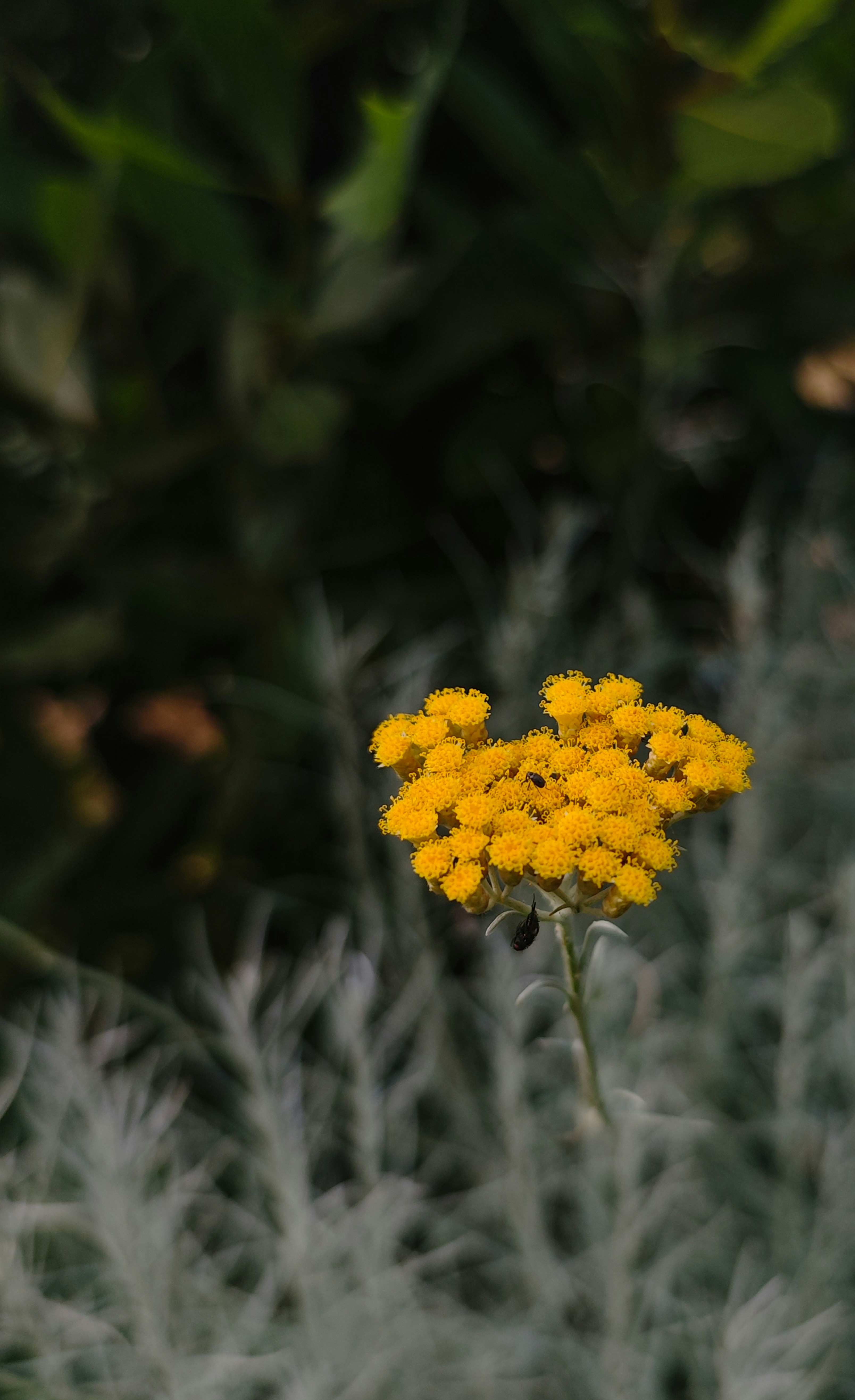Bright yellow flower cluster stands out against muted green and gray background foliage; the subject is centered in the lower-middle portion of the frame, with shallow depth of field emphasizing the bloom and soft bokeh behind.