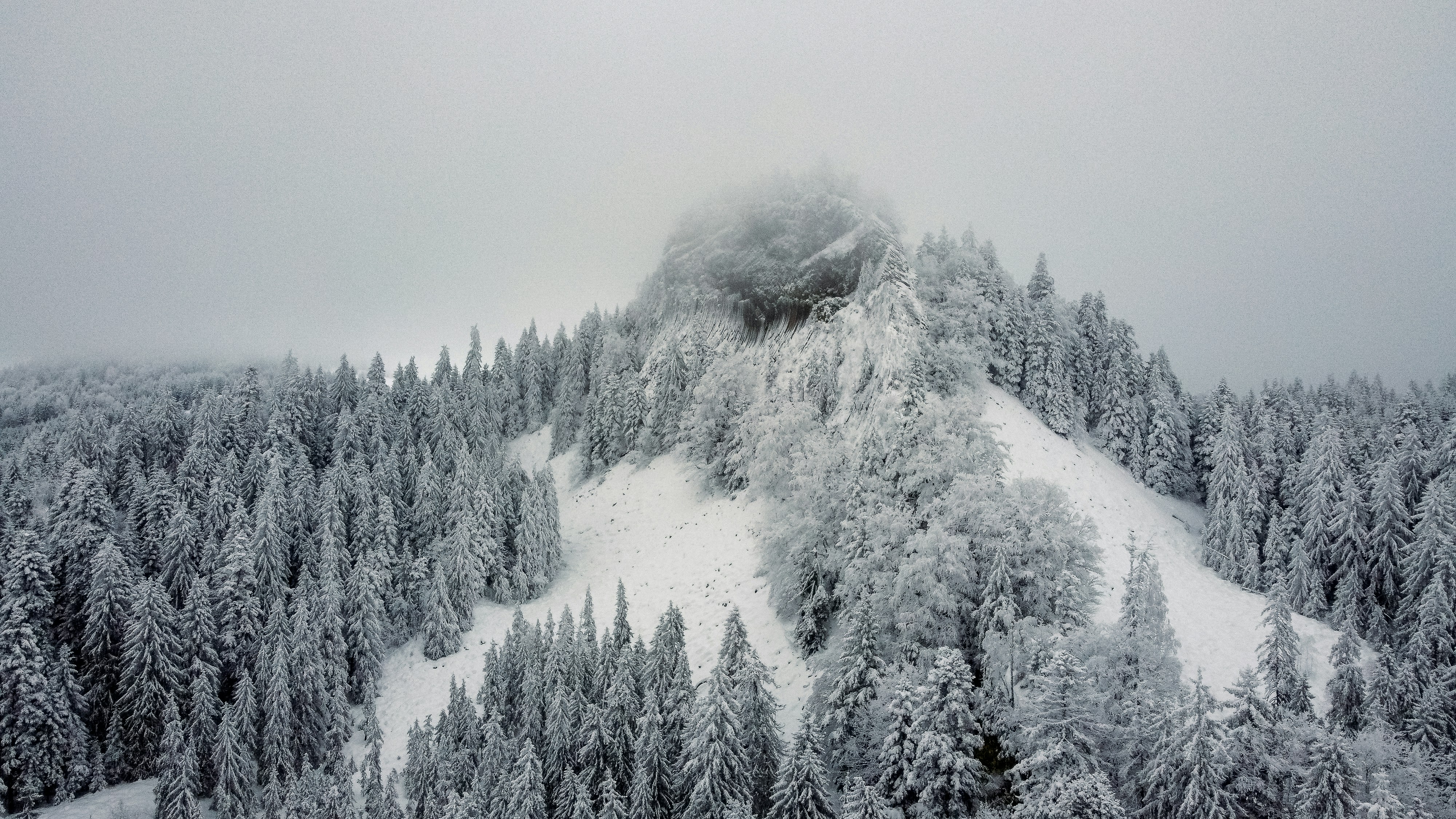 Snowbound Summit: Forest Crown under Mist