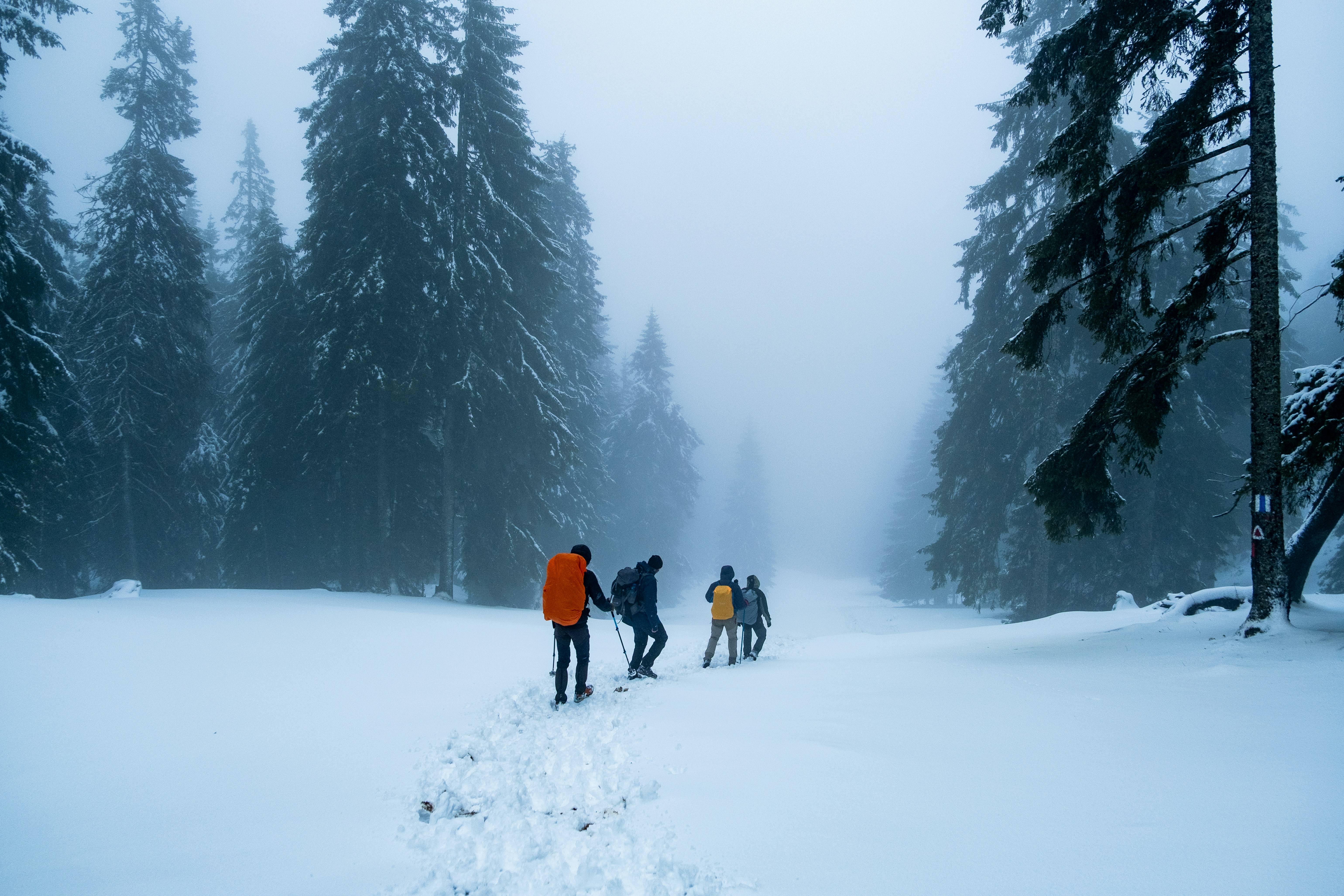 A small group of climbers traverse a snow-covered trail through a foggy, pine forest, their colored jackets contrasting with the monochrome blue landscape.