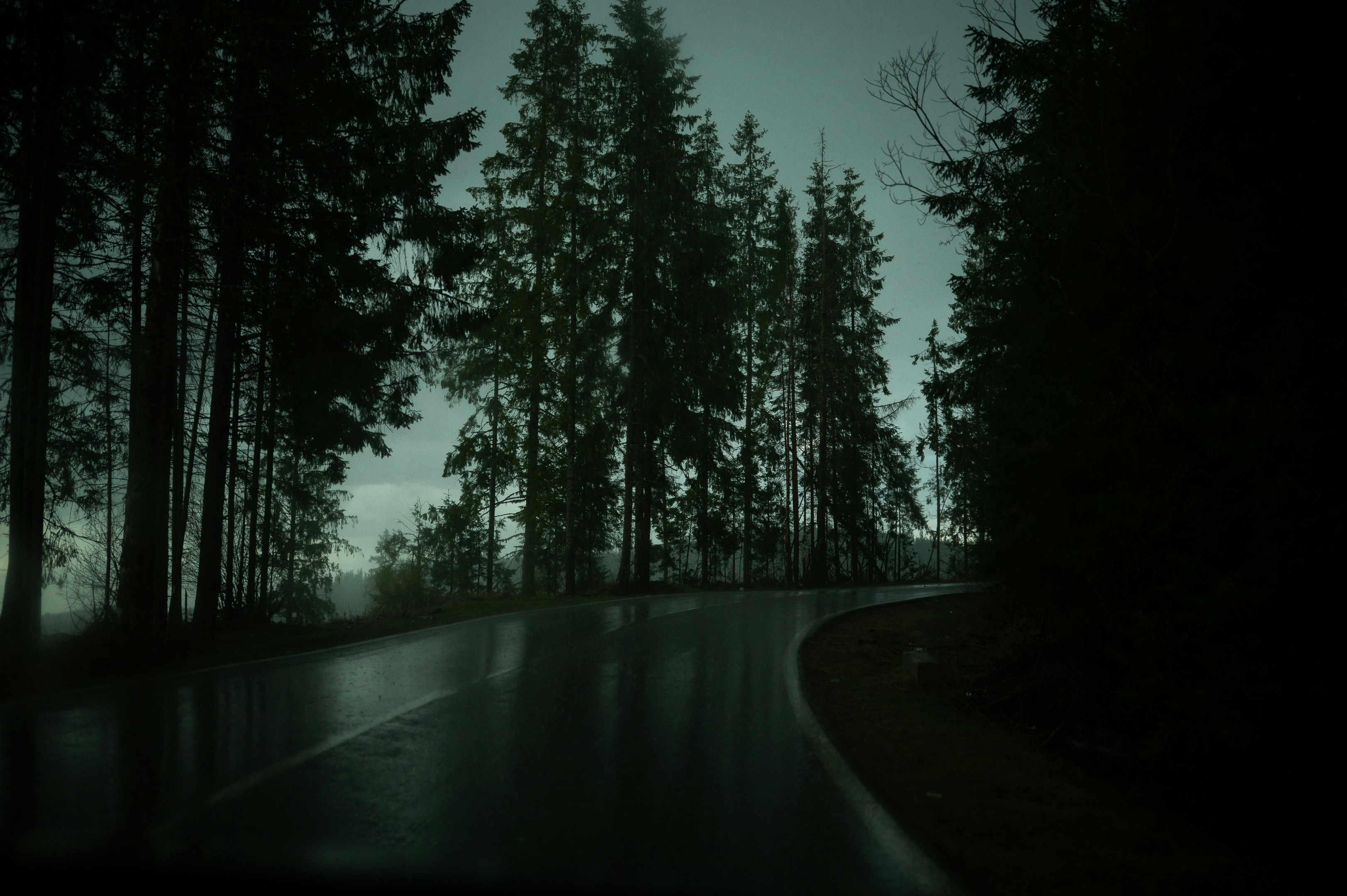 Dark, glossy road winds through a dense pine forest at dusk; damp pavement reflects faint light, creating a moody, atmospheric scene.