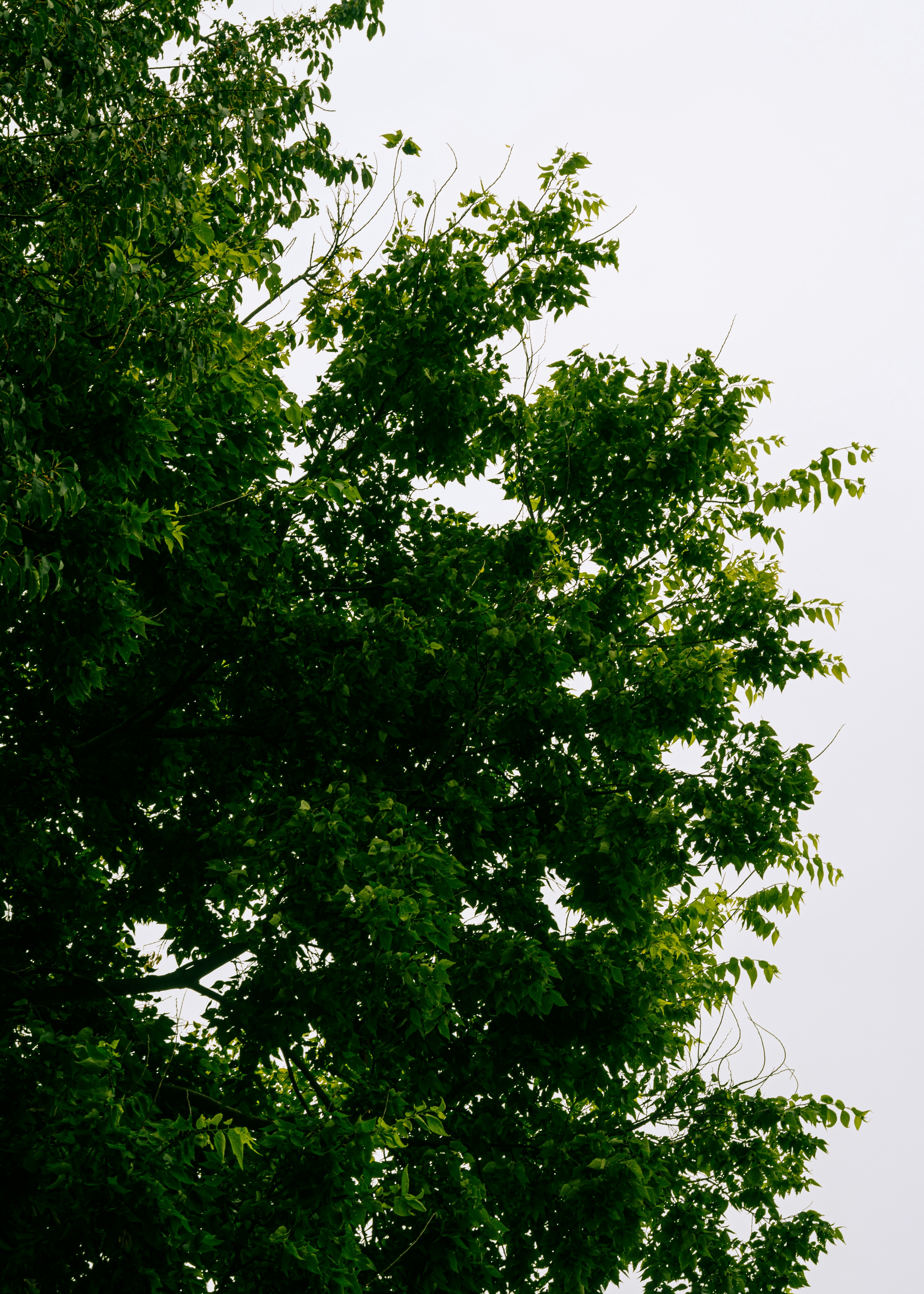 Lush green tree canopy fills the frame against a pale sky, highlighting dense foliage and branching structure.