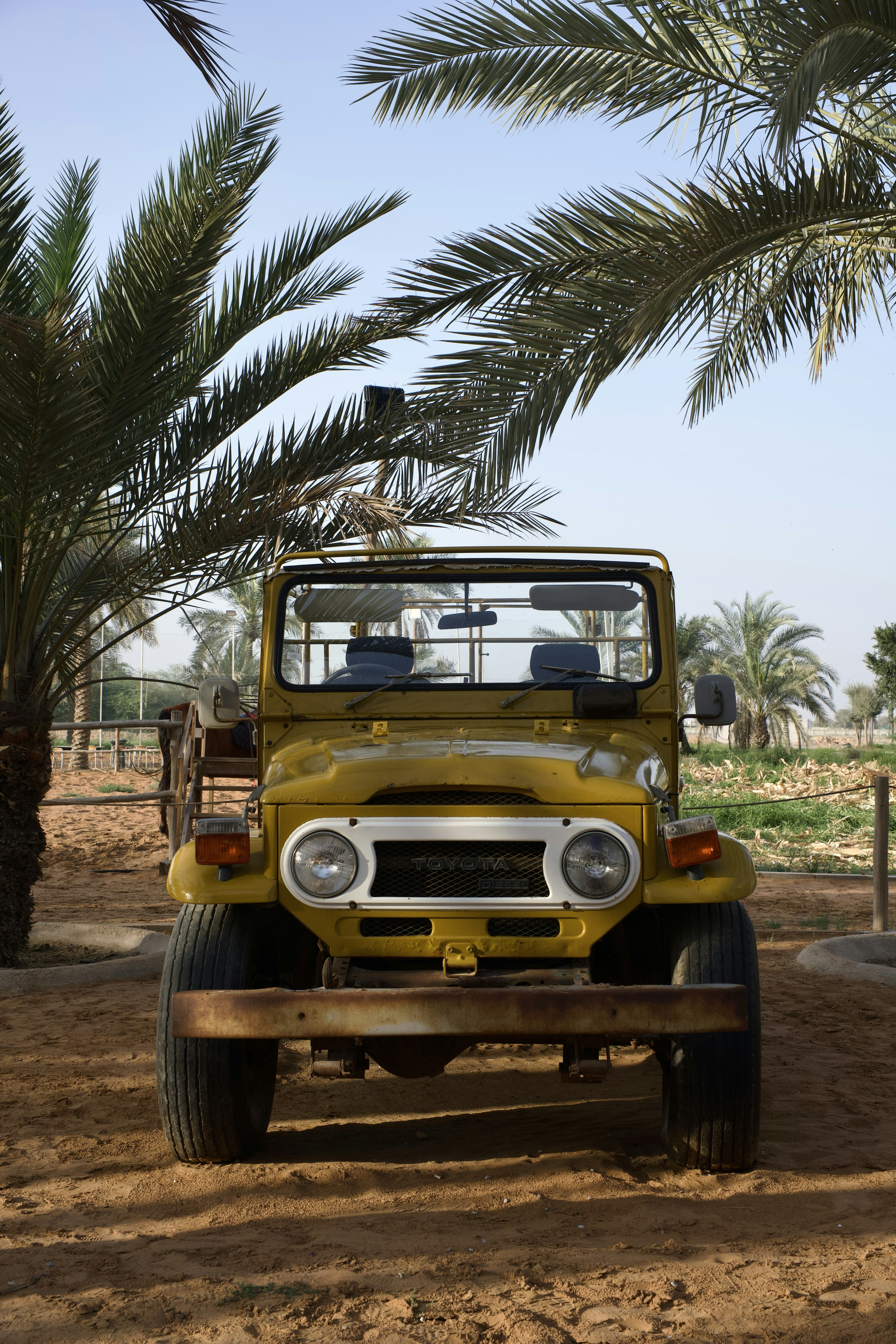 Yellow vintage off-road vehicle parked under palm trees.