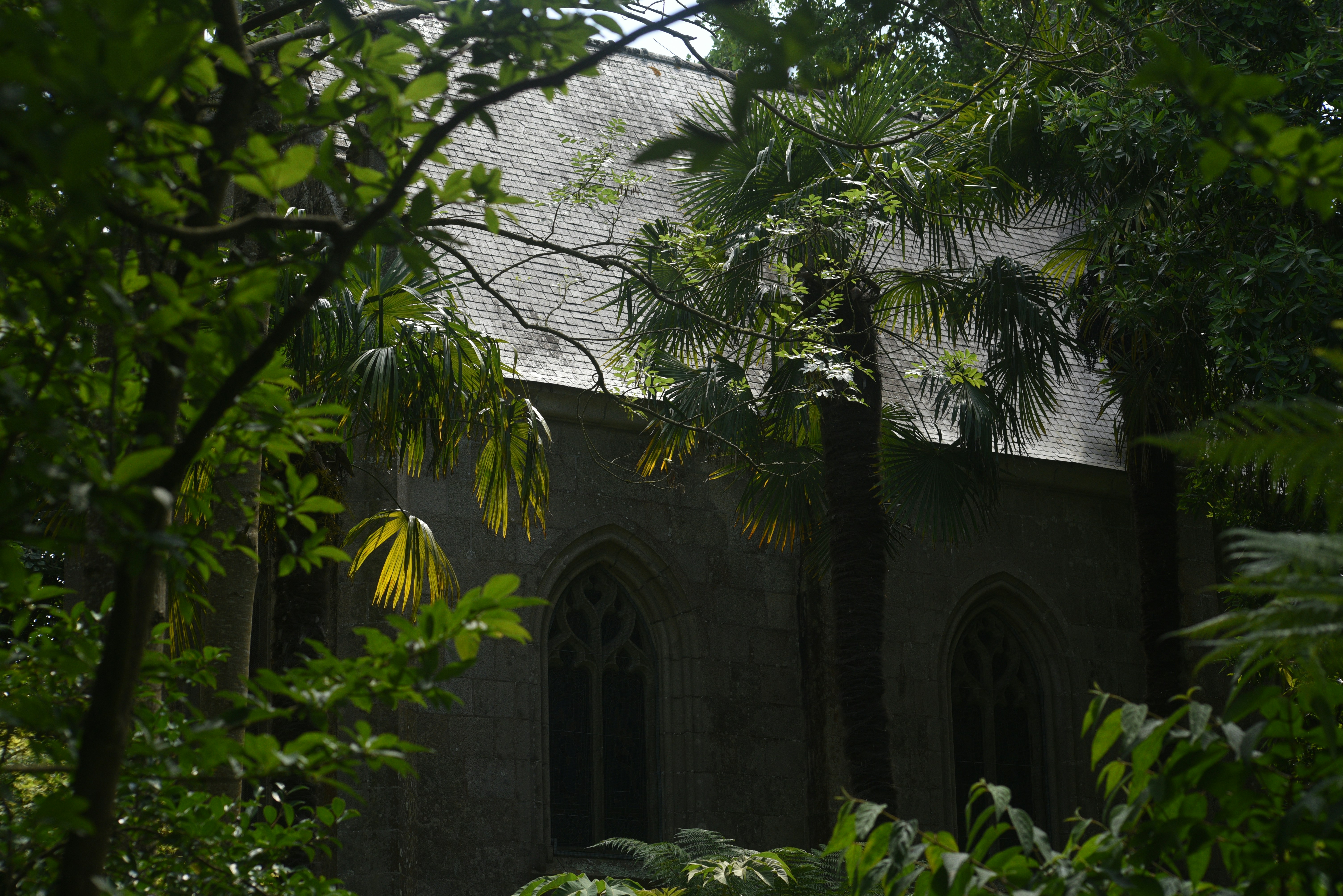 Dense greenery frames a shadowed Gothic windowed wall, with hints of stone arches peeking through the leaves, suggesting a hidden chapel or cloister behind the foliage.