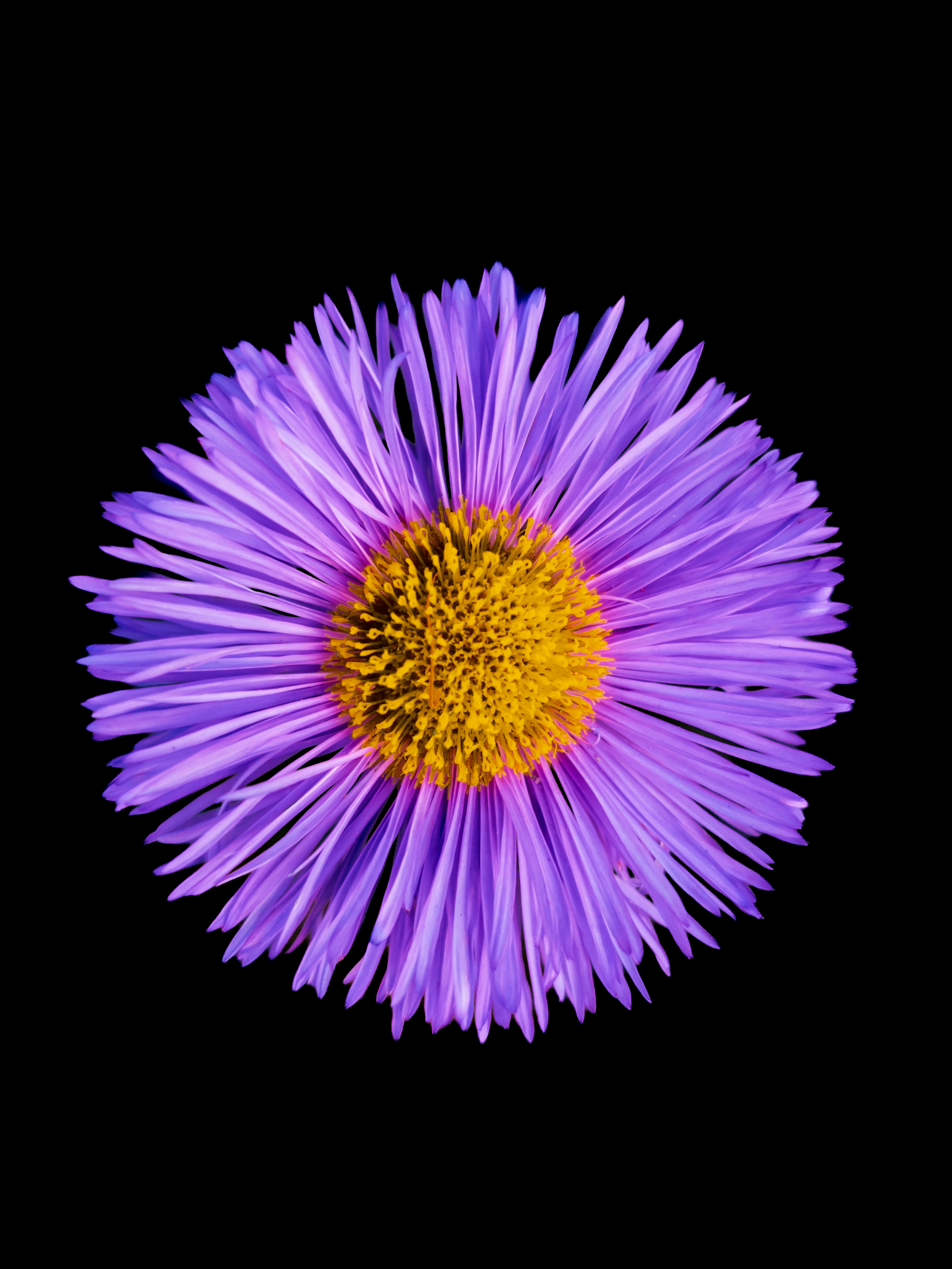 Purple Aster Bloom Centered in Midnight Black