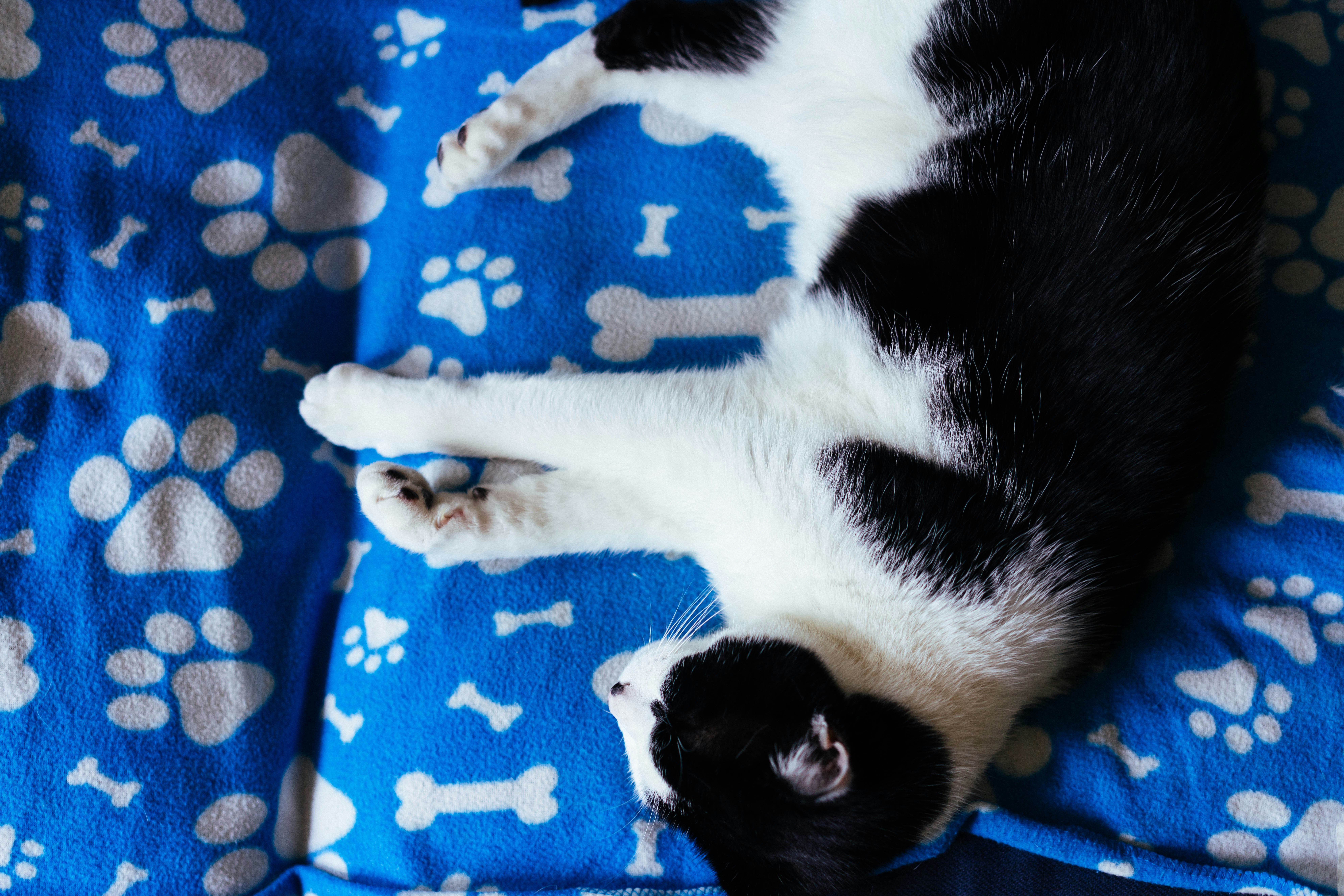 Midday Nap on Paw-Printed Blue Silk