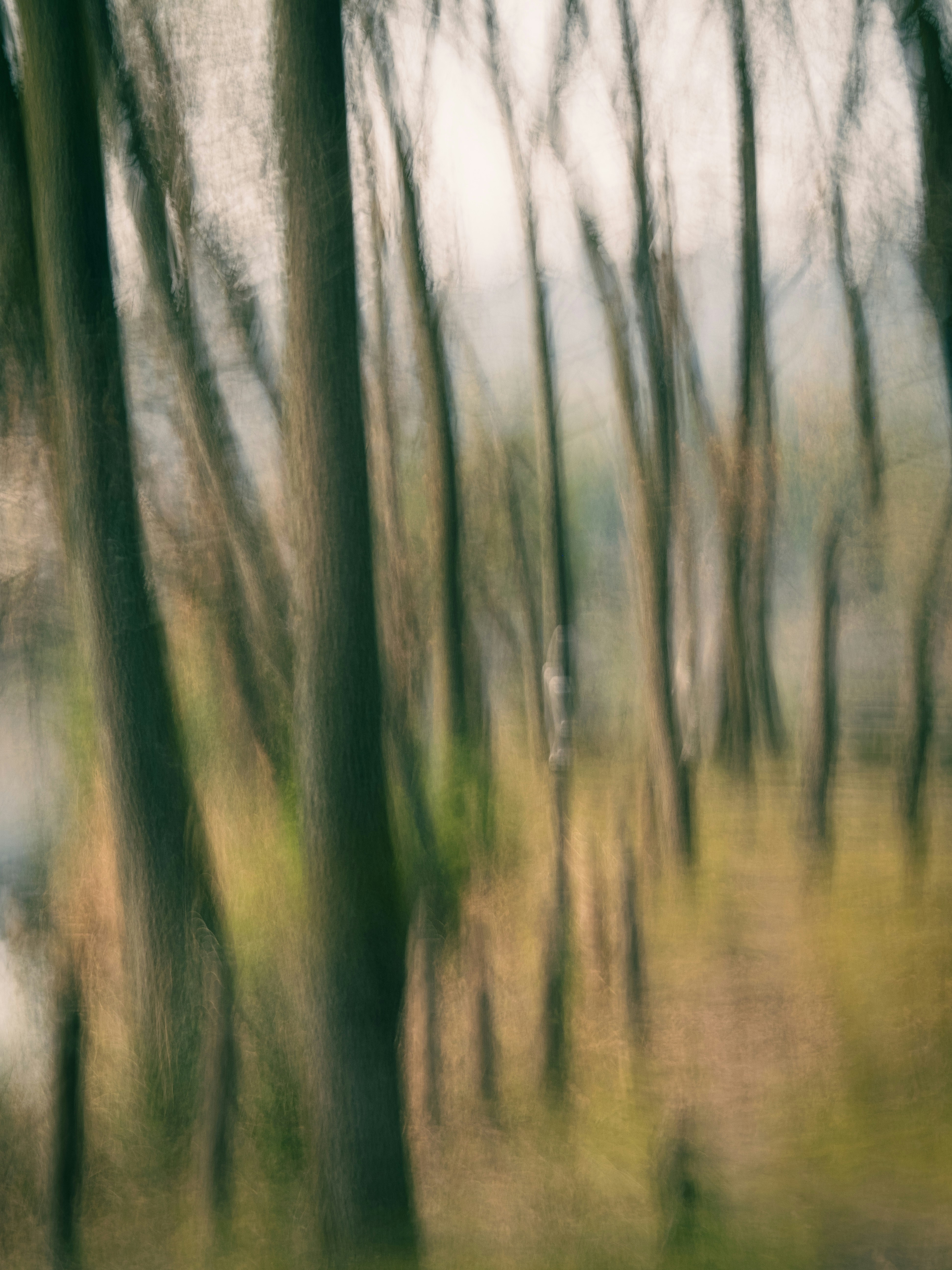 Blurred Forest Motion: Trees Stretched by a Gentle Breeze