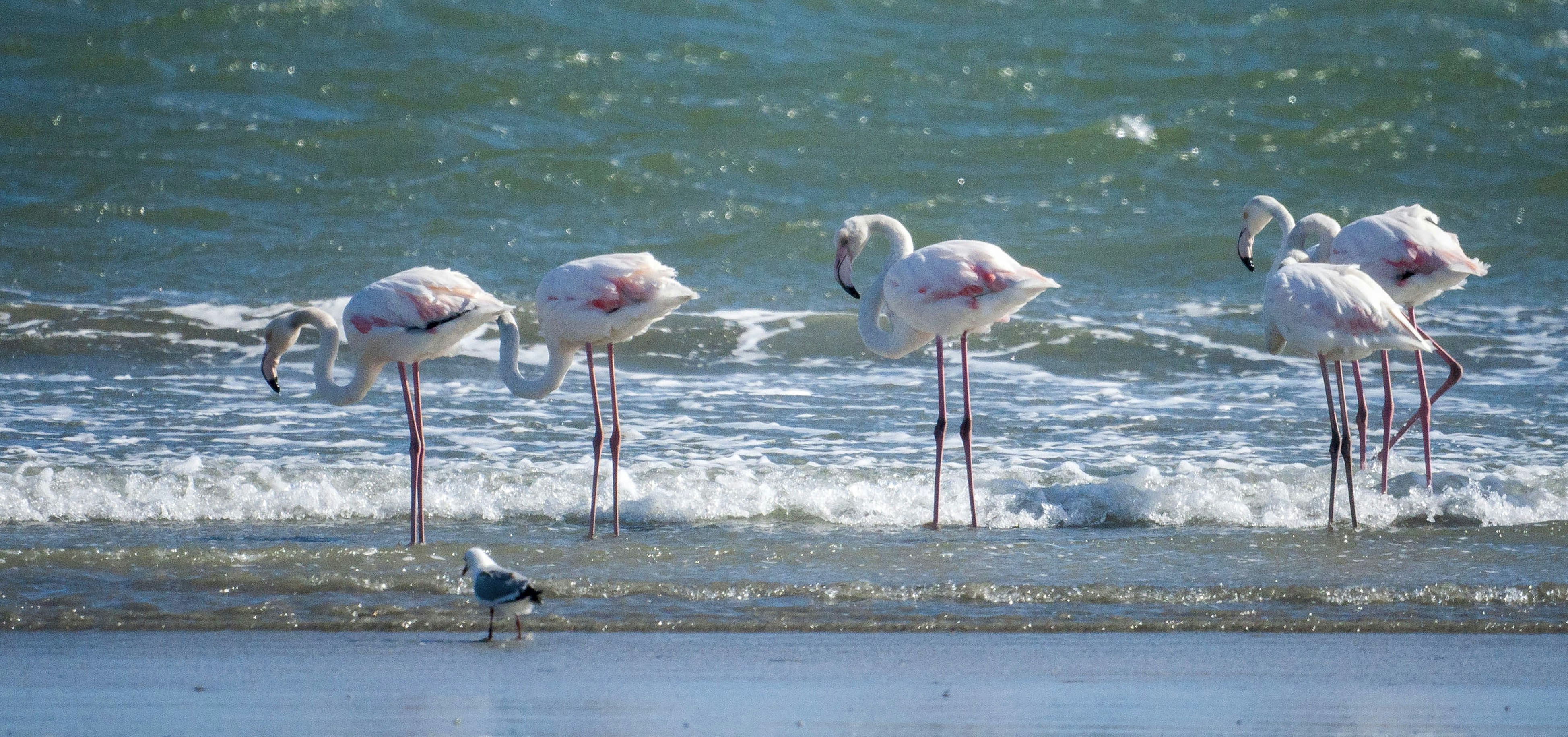 Flamingos at the Shore: Slender Crimson Reflections on Quiet Tide