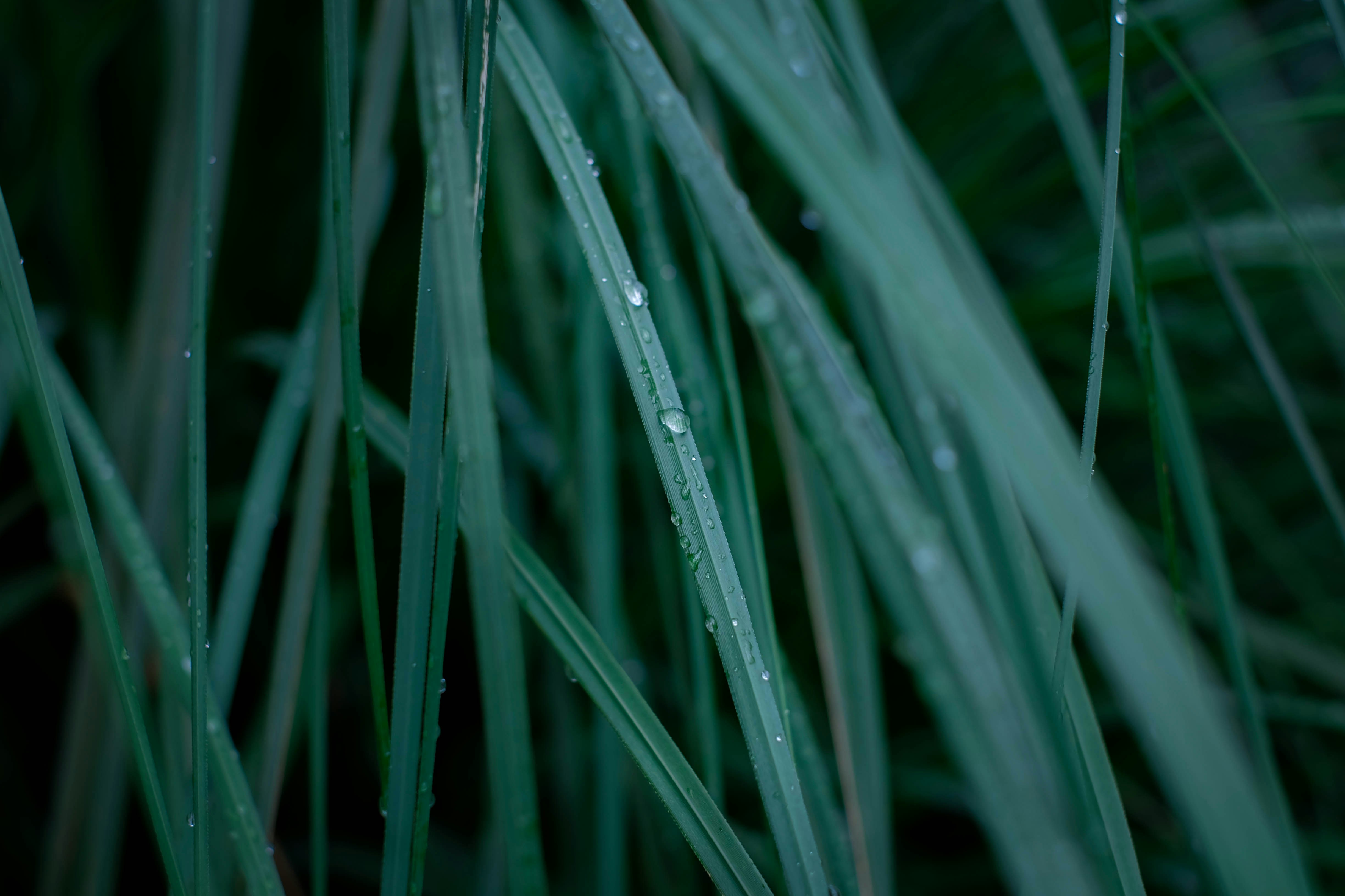 Verdant Threads: Dew-Streaked Grass in Quiet Focus