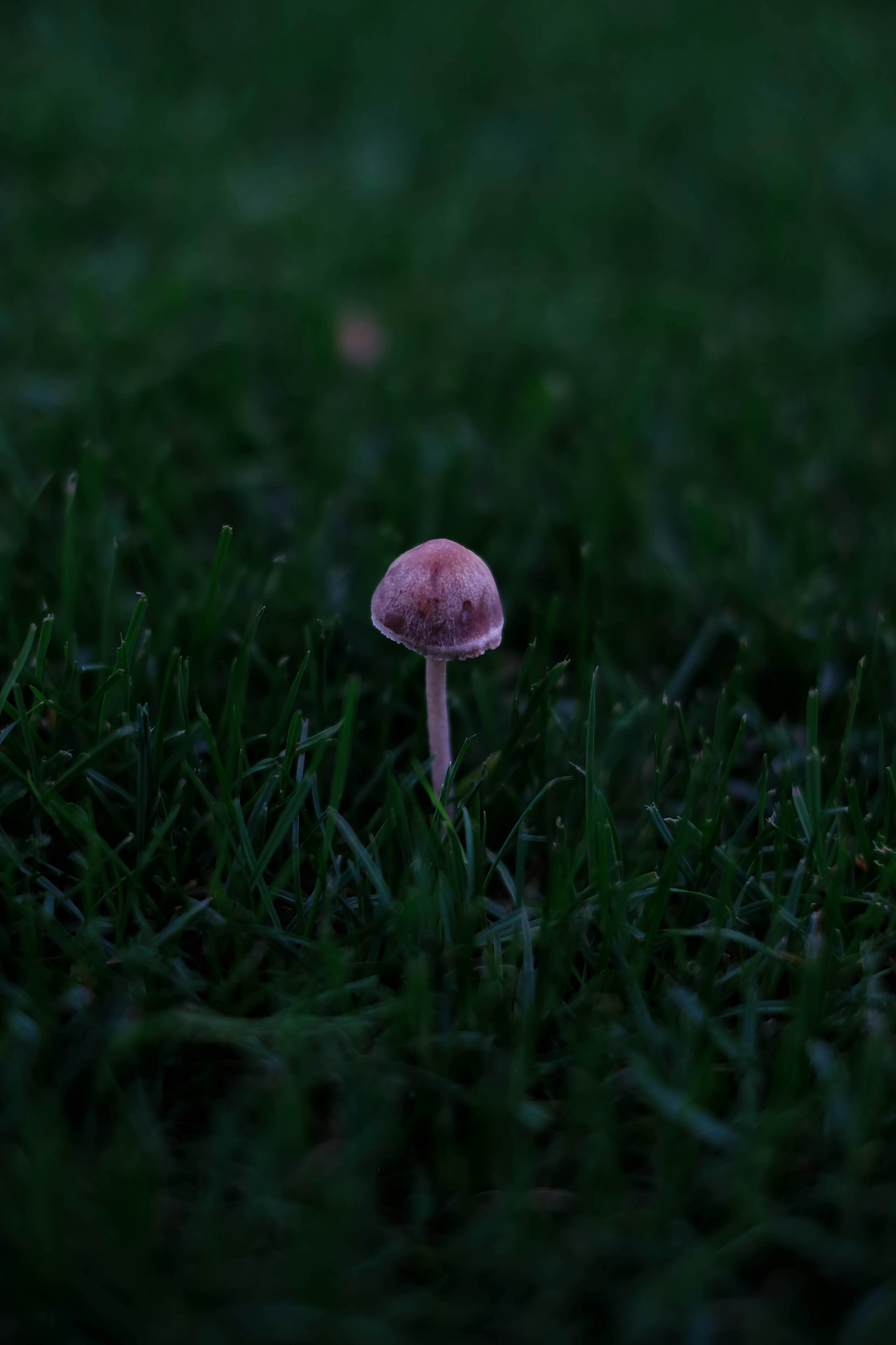 Pink-capped Lone Mushroom in Moonlit Lawn