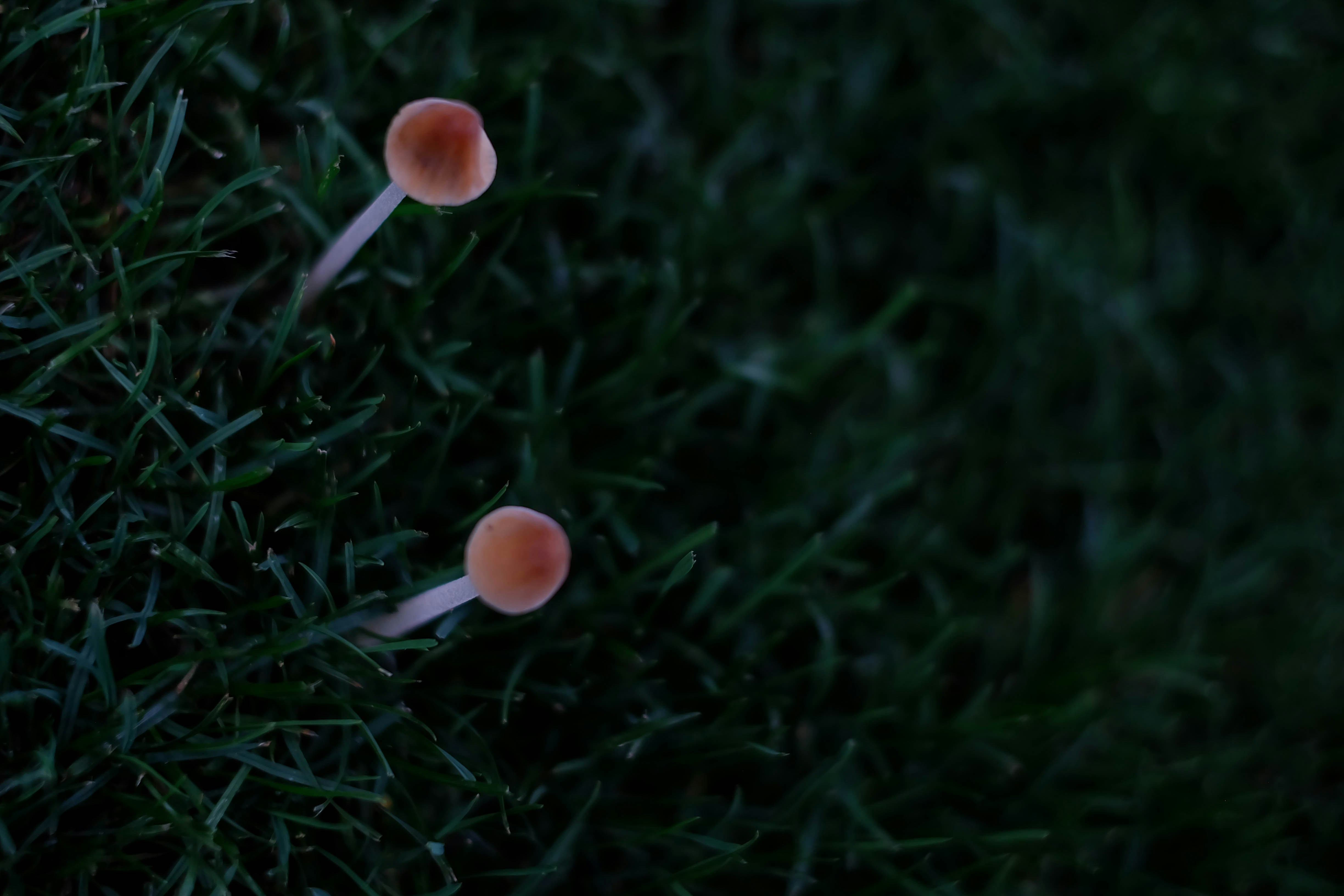 Small Stars of Dusk: Orange-Cilled Mushrooms Piercing the Grass