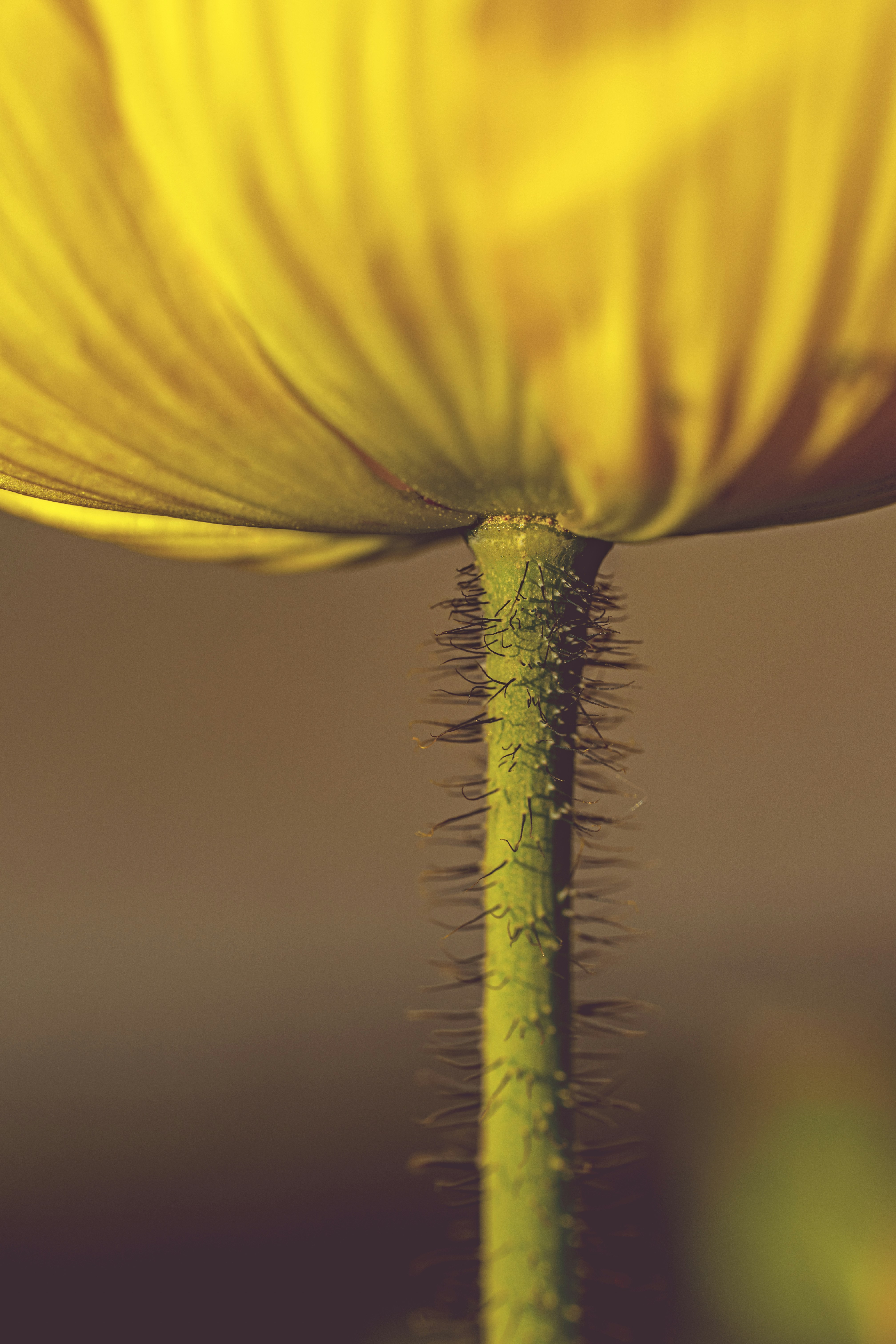 Golden Petals: A Close-Up Backlit Stem in Soft Focus