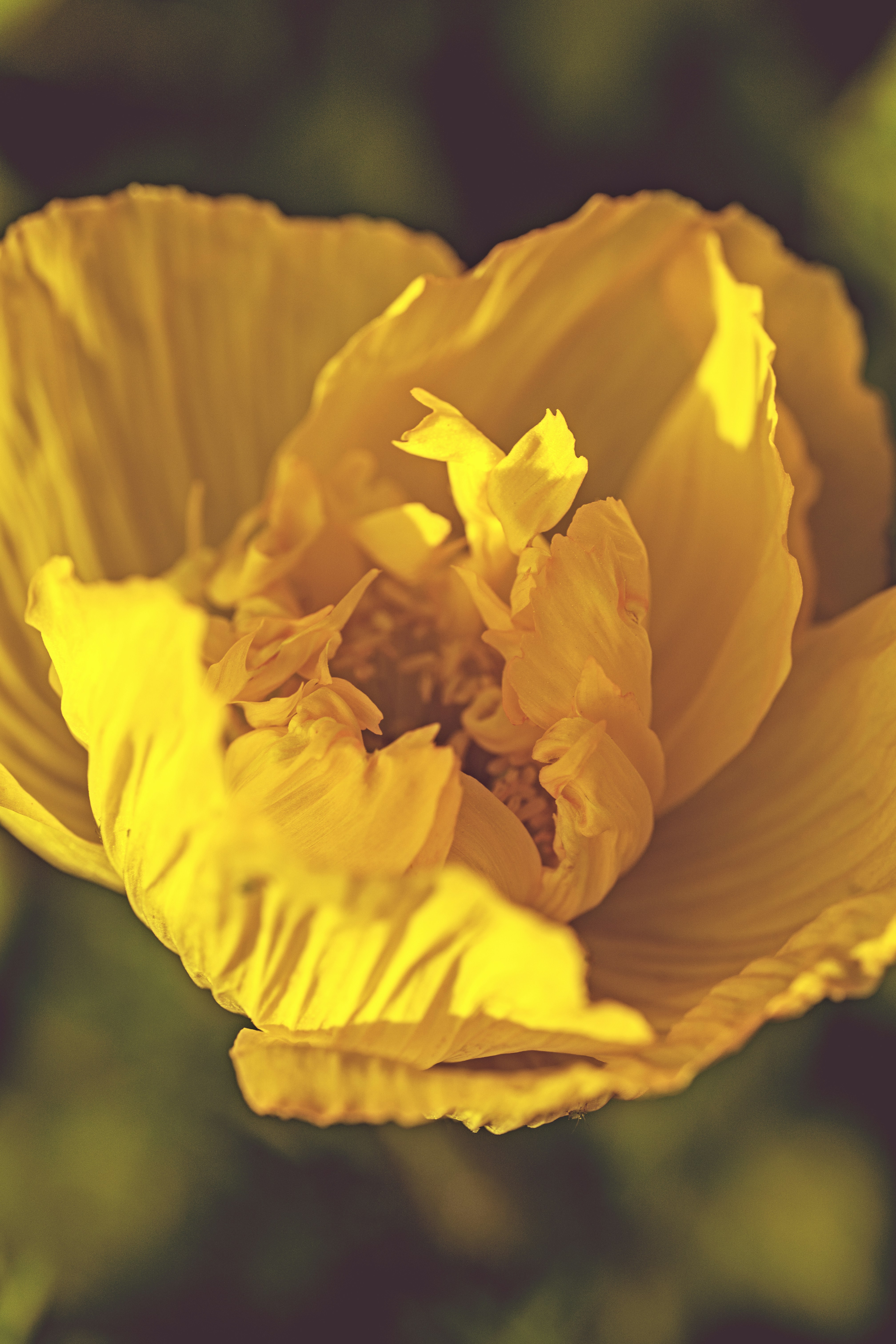 Golden Petal Center: A close-up bloom in soft afternoon light