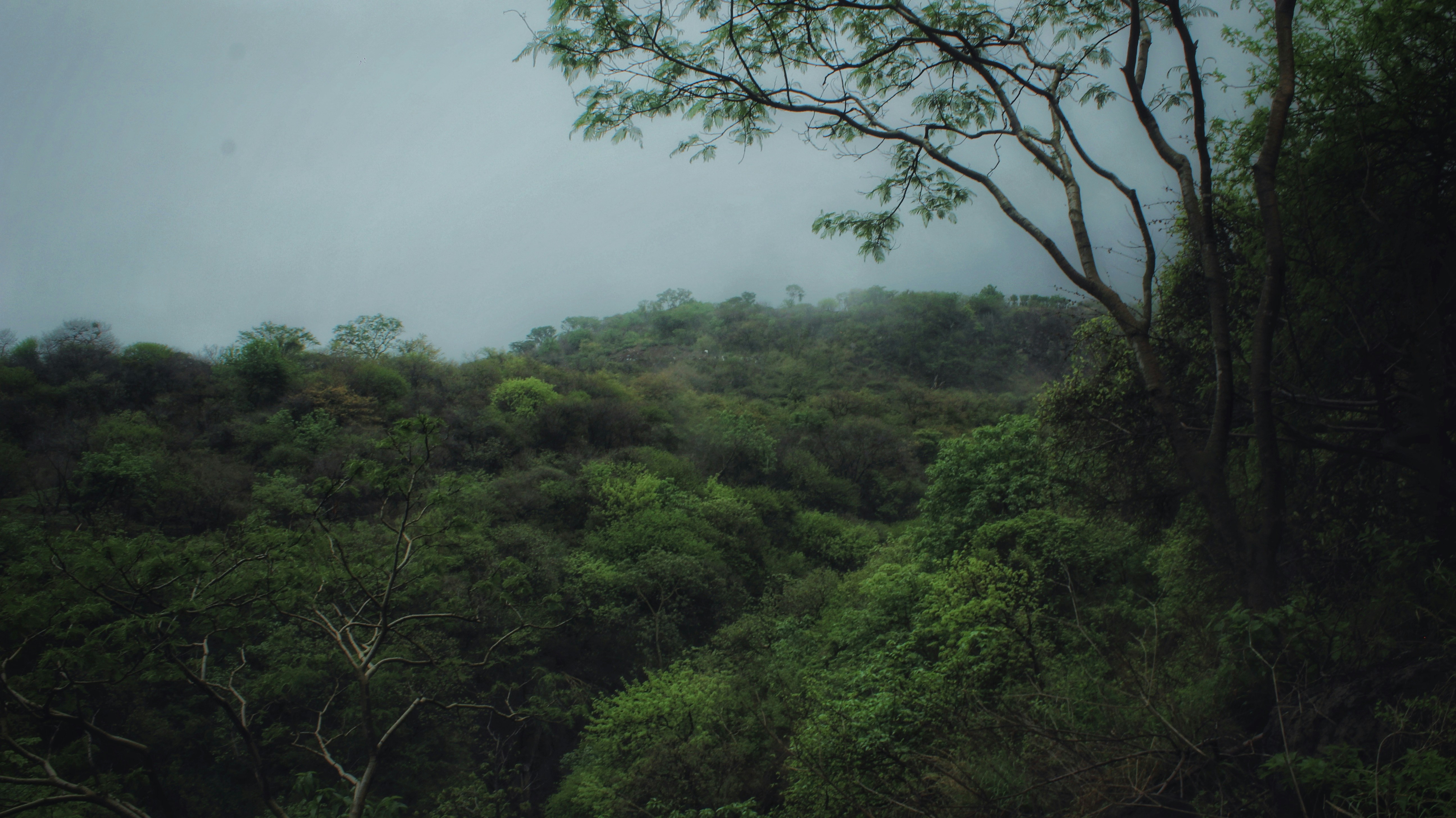 Emerald Canopy: A Misty Dawn Over Dense Tropical Forest