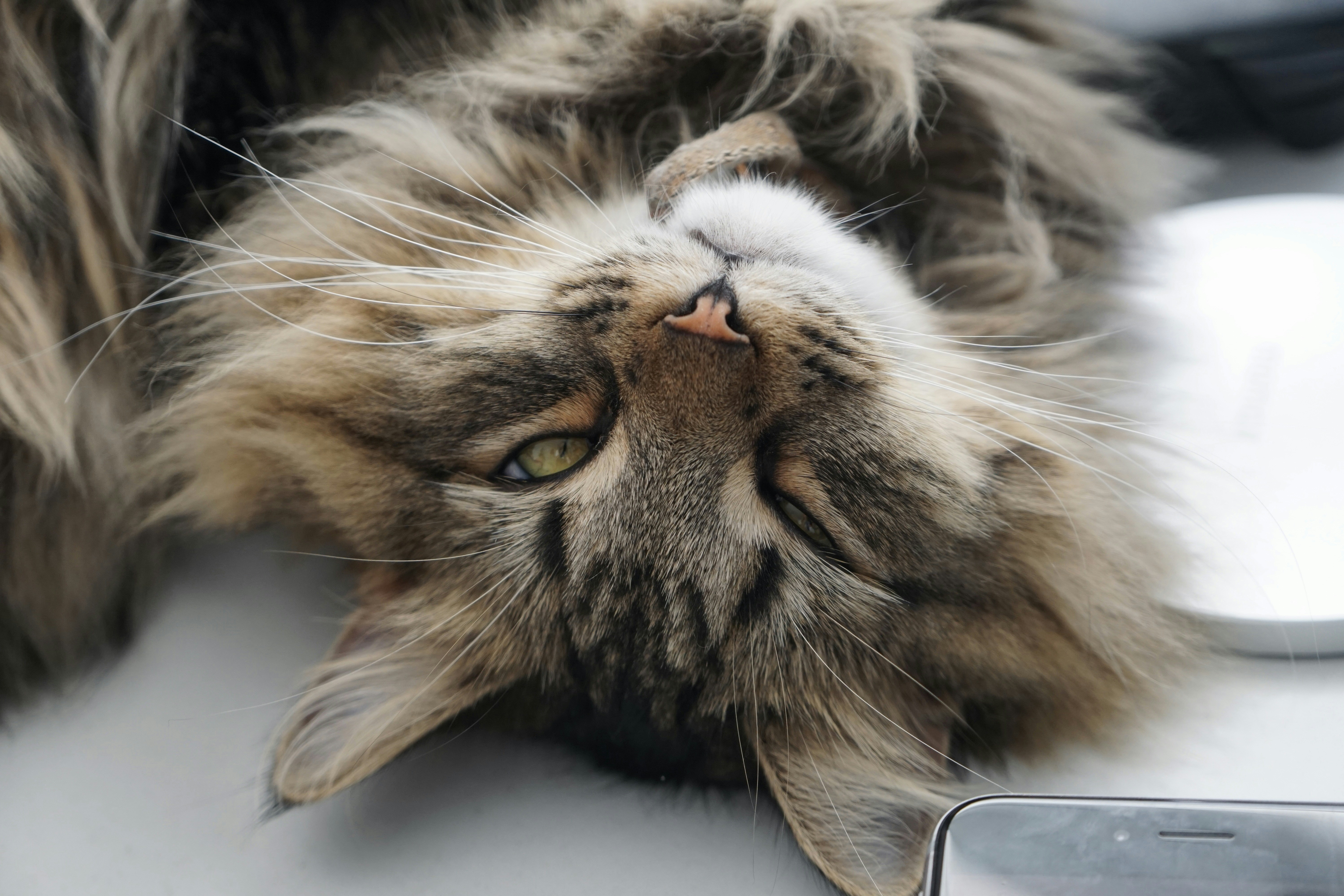 Cozy Chaos: an upside-down feline portrait