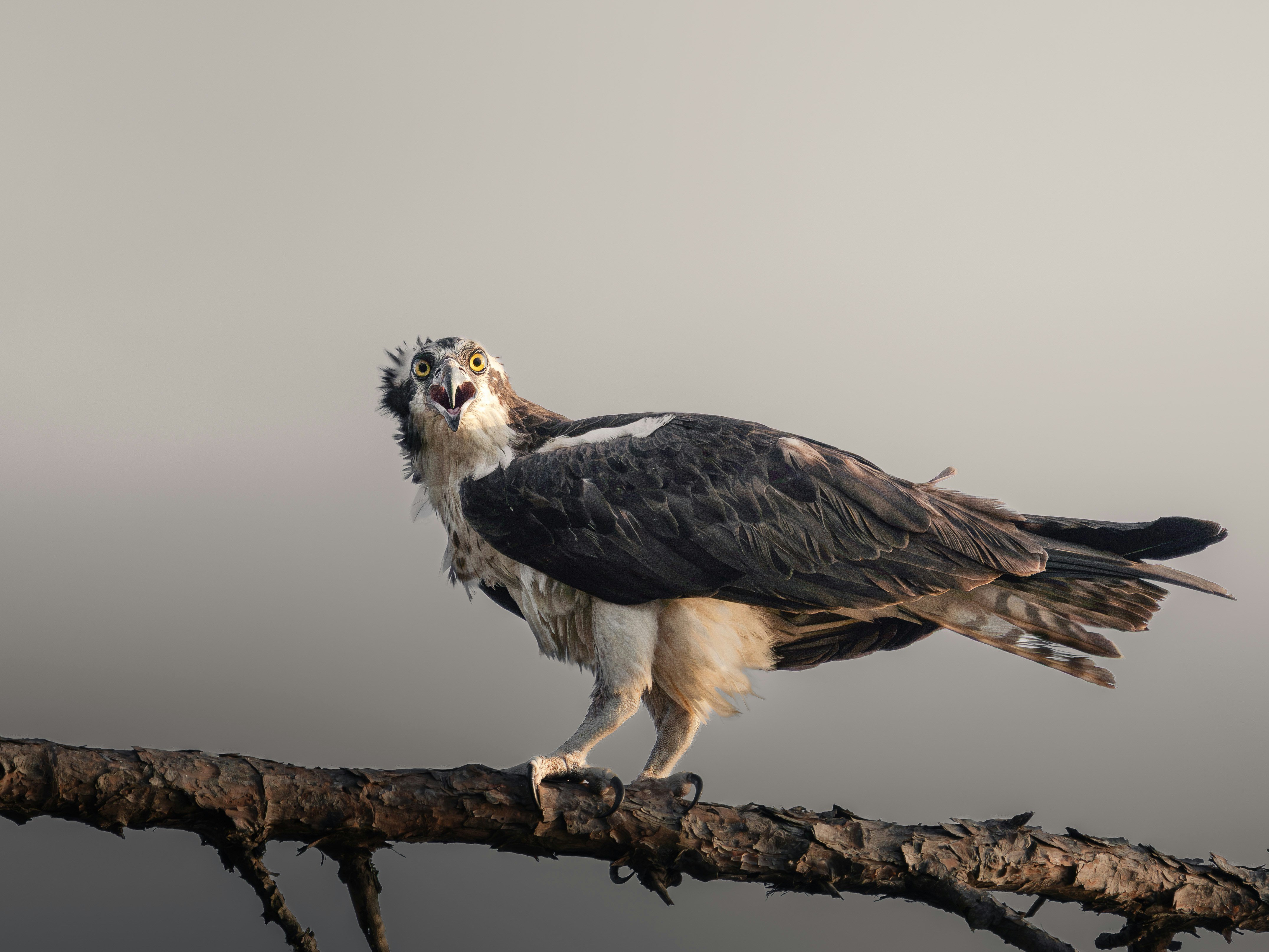 Lean-Posture Watch: An Osprey Balances on a Gnarled Branch