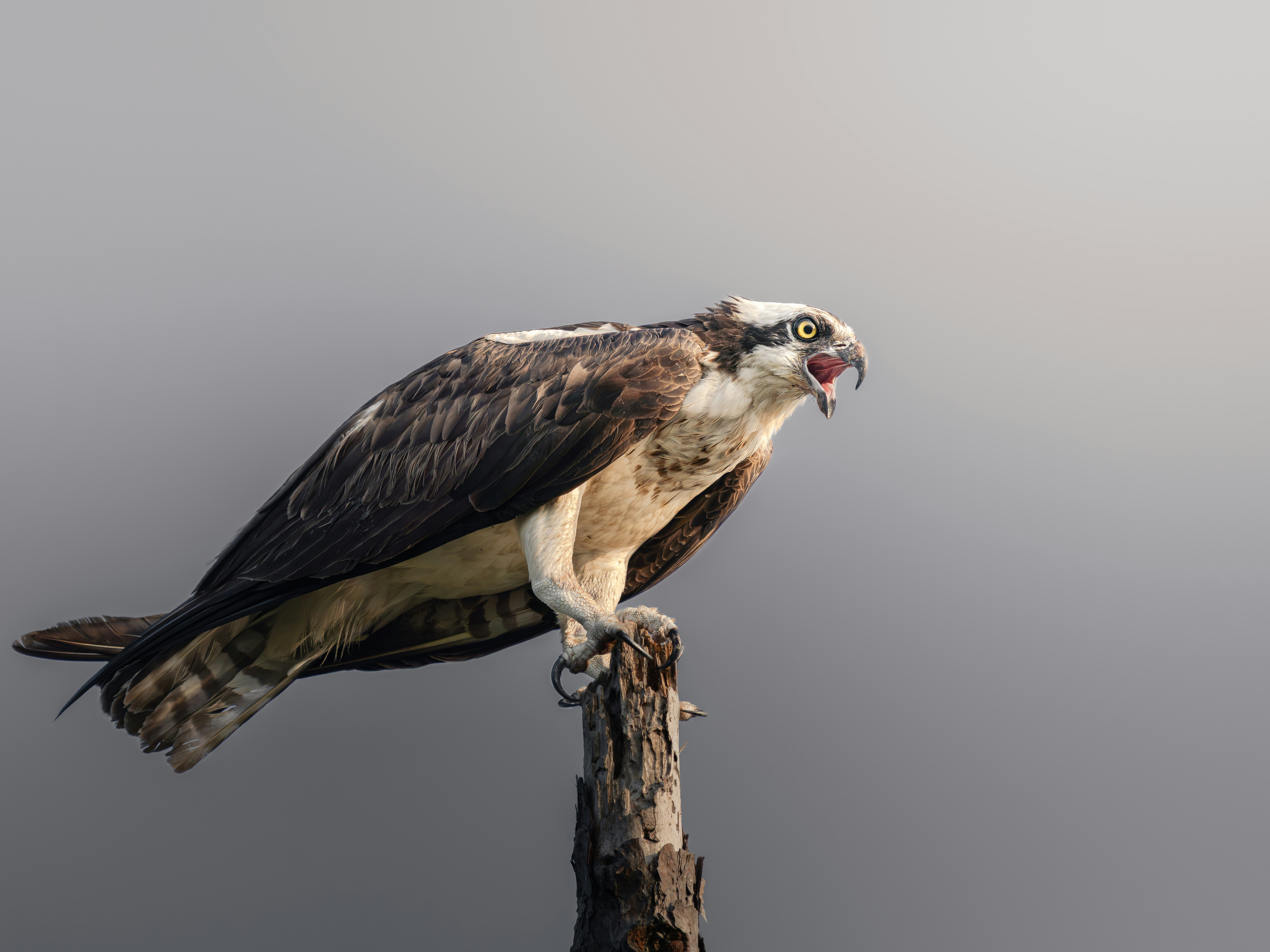 Perched Peregrine Gaze: A Solitary Predator Watches the Horizon