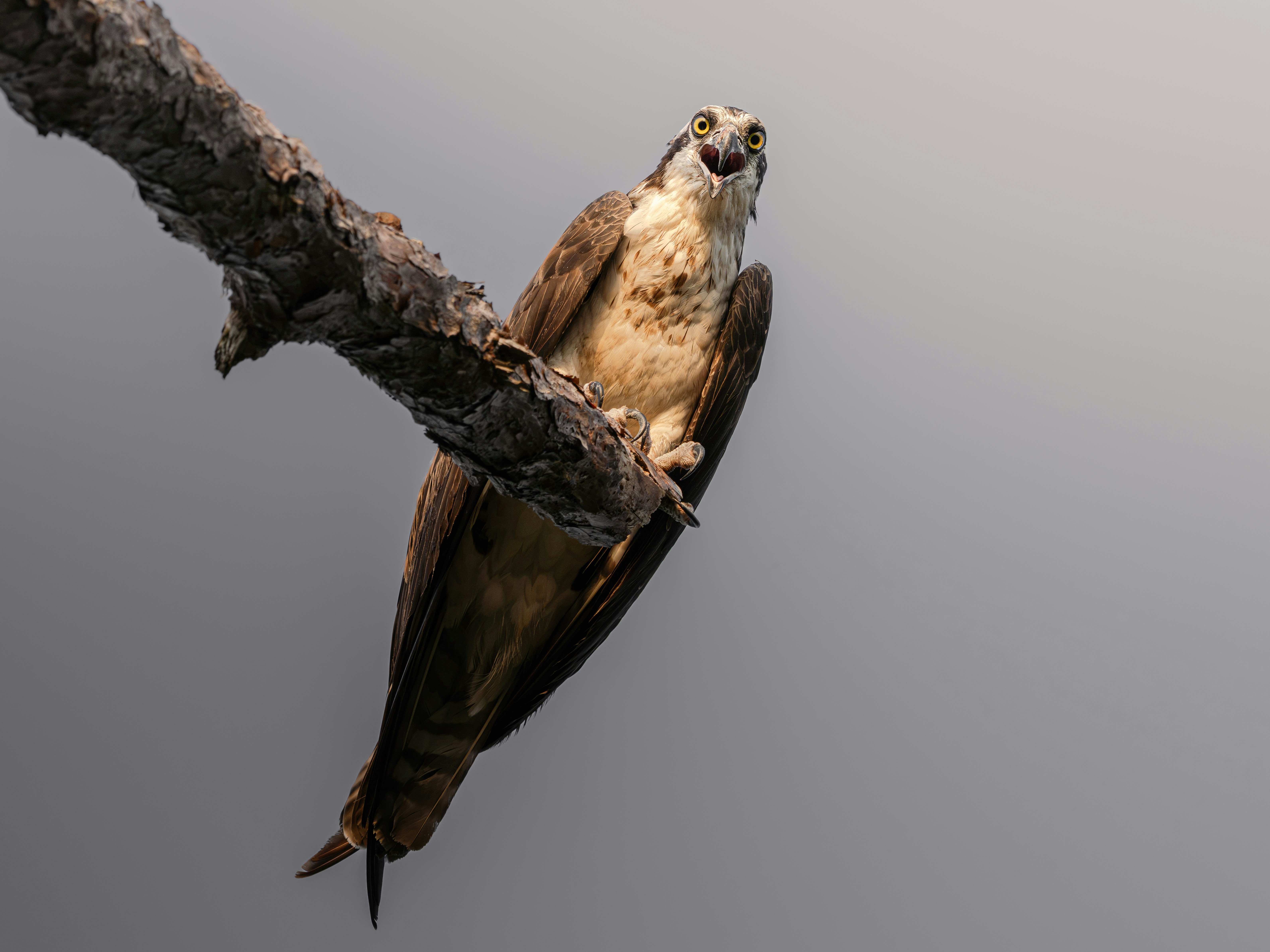 Alert Peregrine on a Weathered Branch
