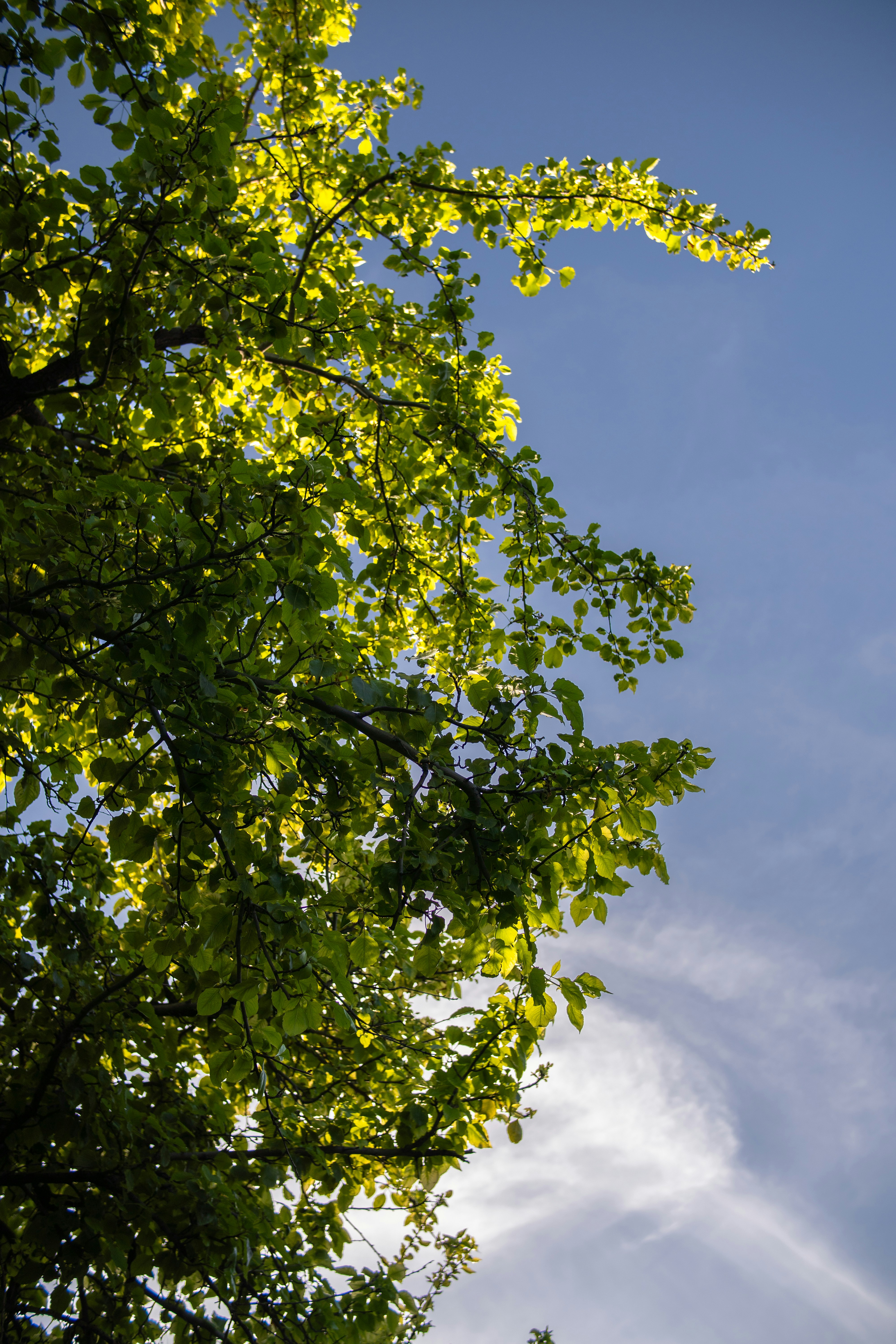 Sunlit Canopy Fronds Against a Cerulean Sky