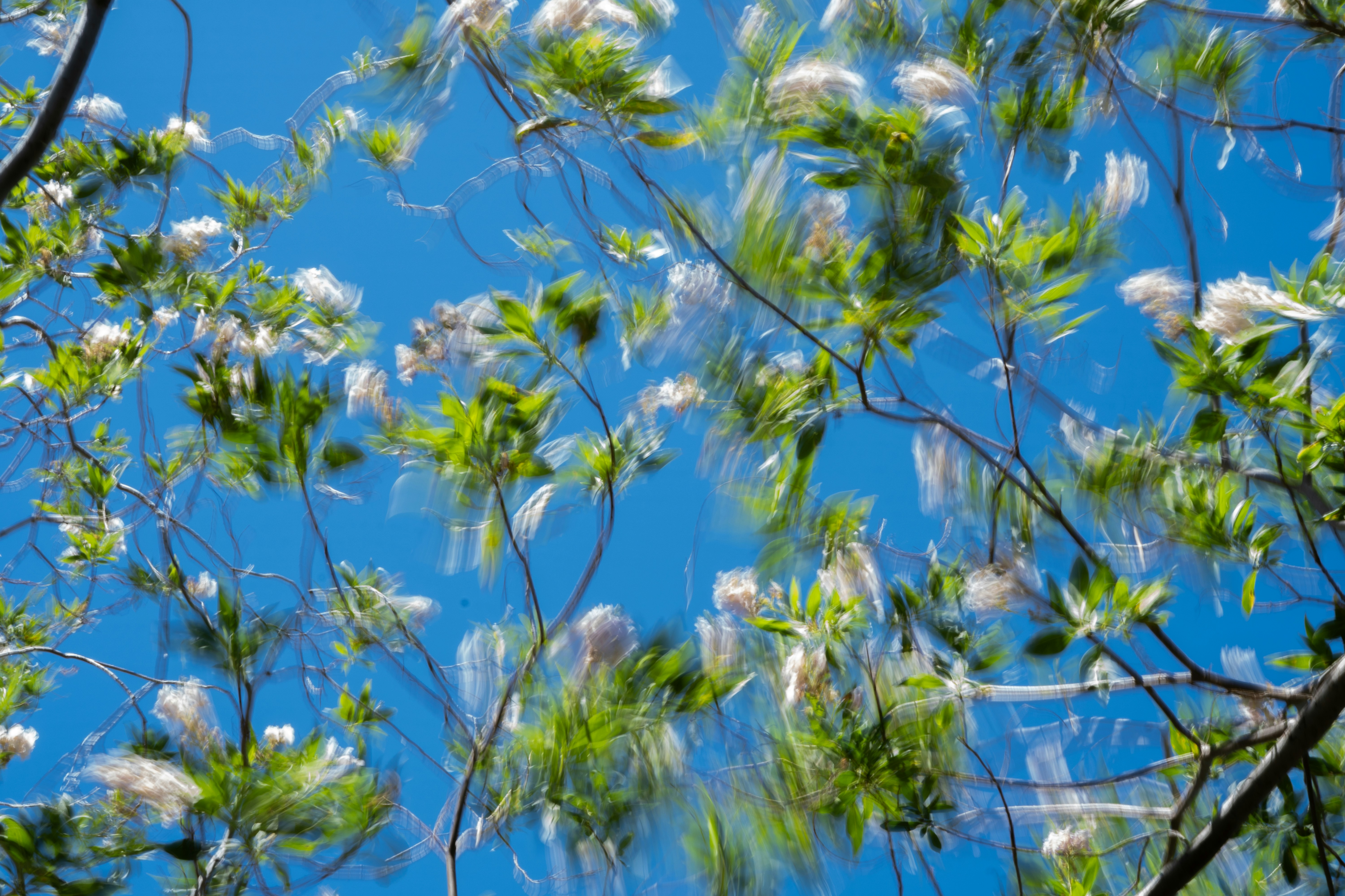 Whispering Green Veins Against a Cerulean Sky