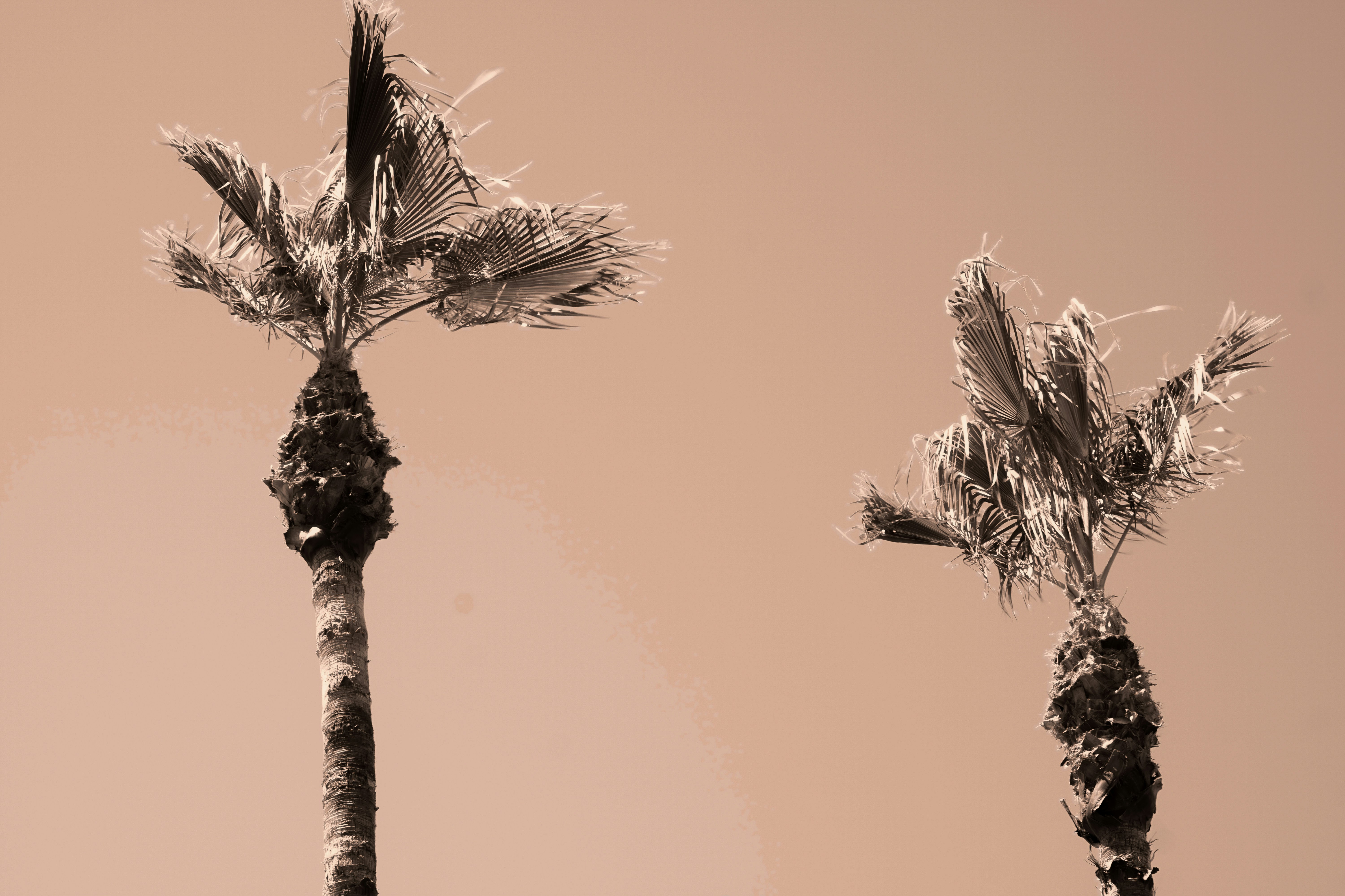 Twin Sentries: Palm Trees Reaching into a Sepia Sky