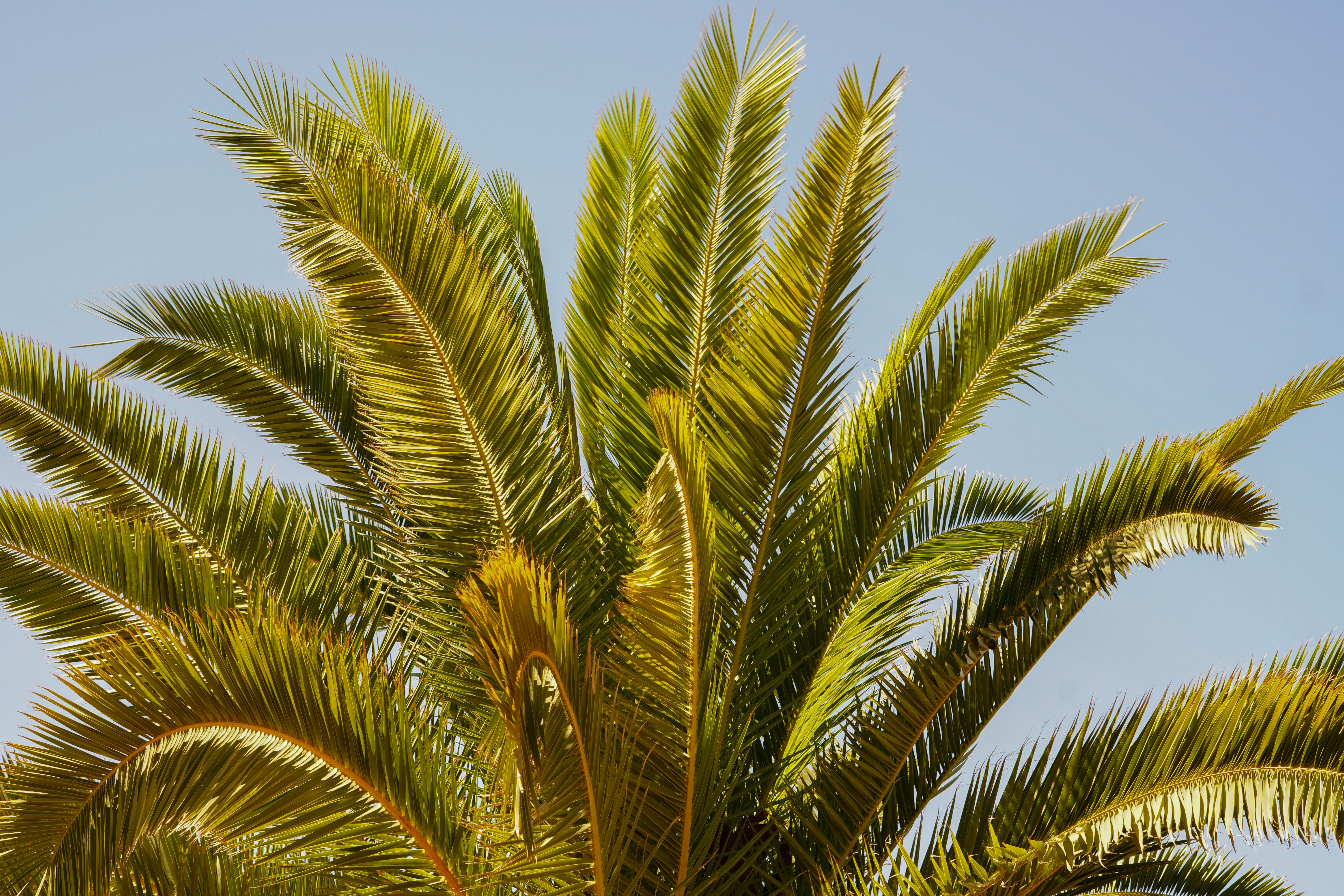 Crown of Golden Fronds Against a Clear Sky