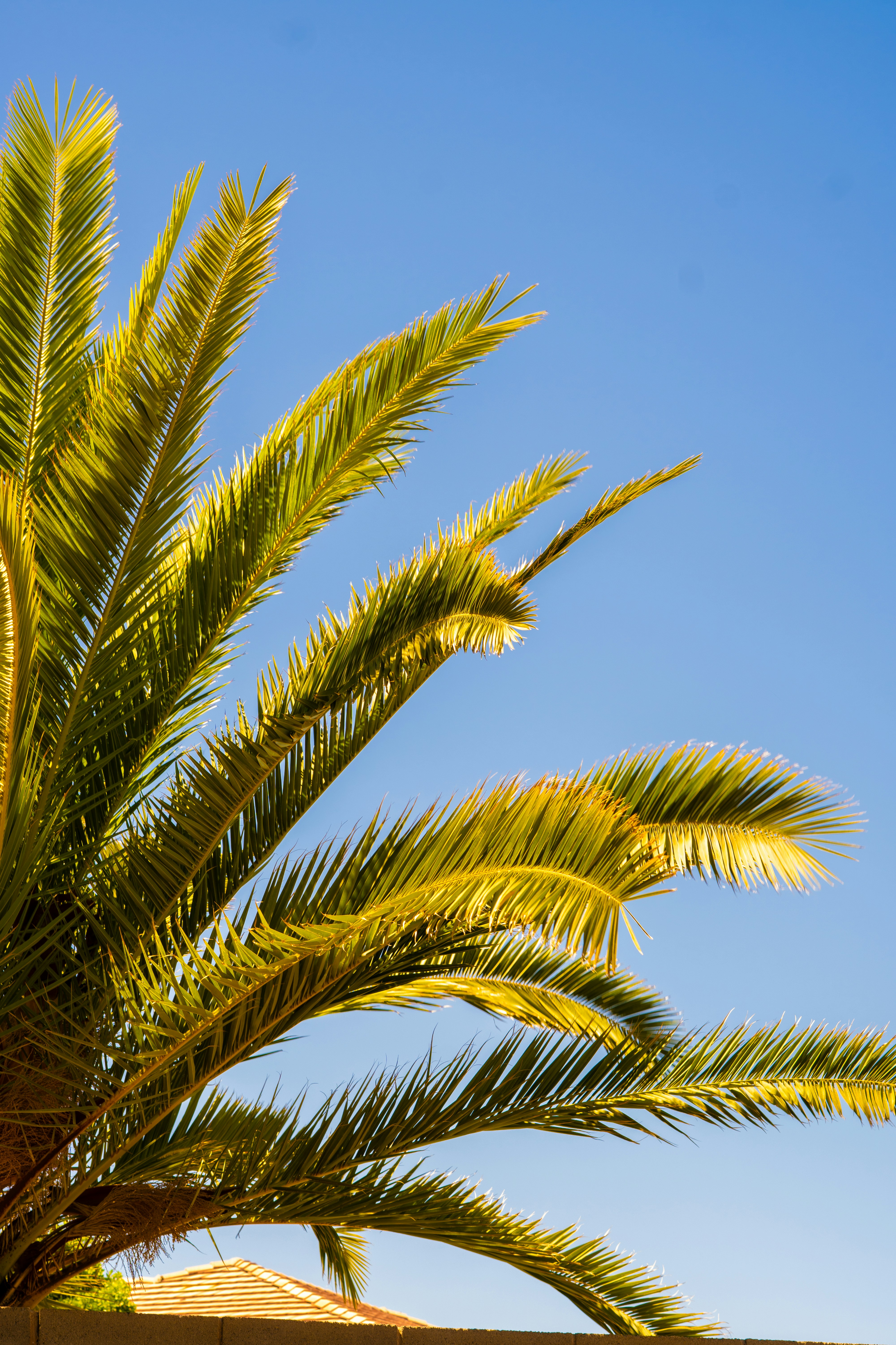 Sunlit Fronds Against a Clear Sky
