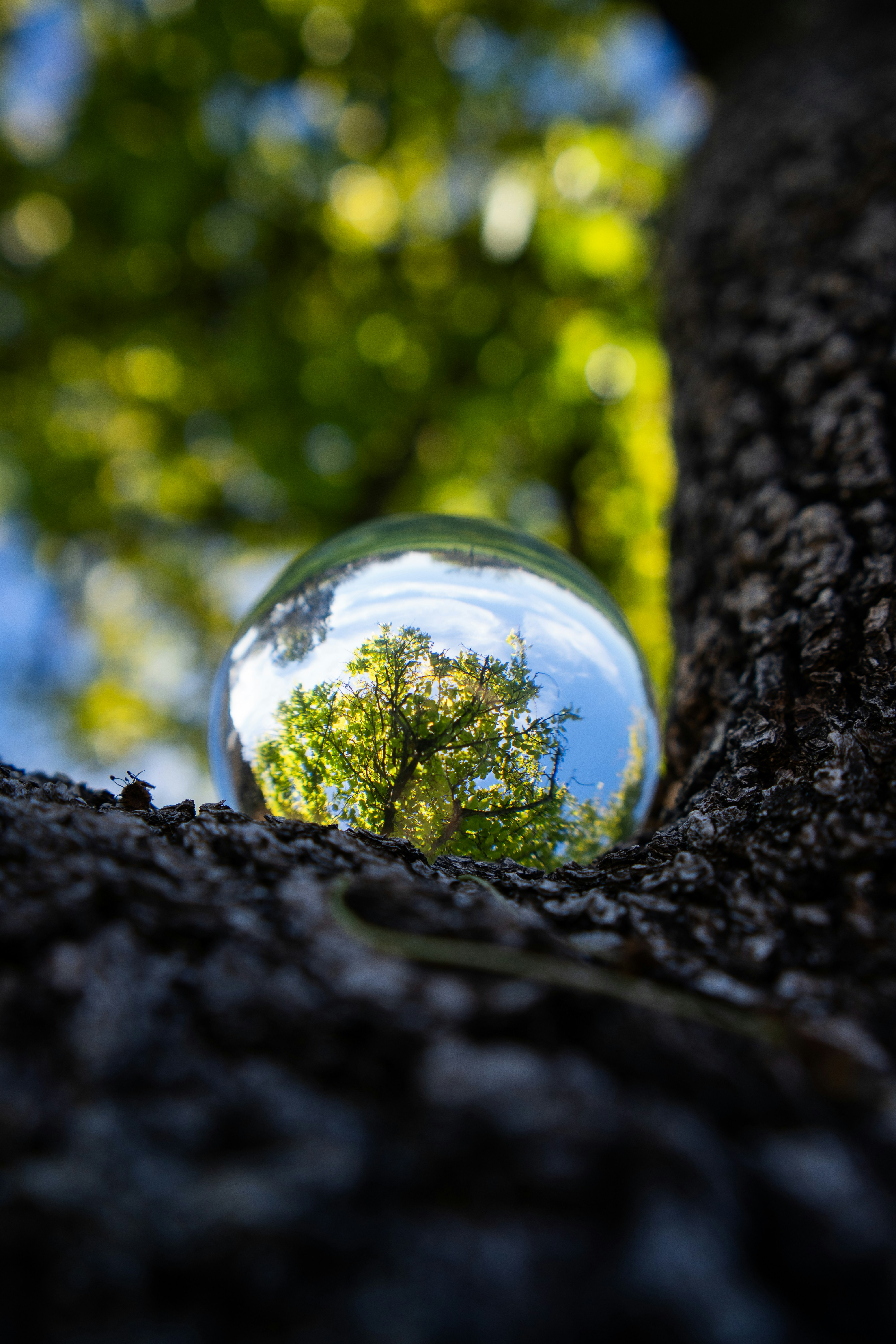 Tree Reflections: A Glass Lens into the Canopy