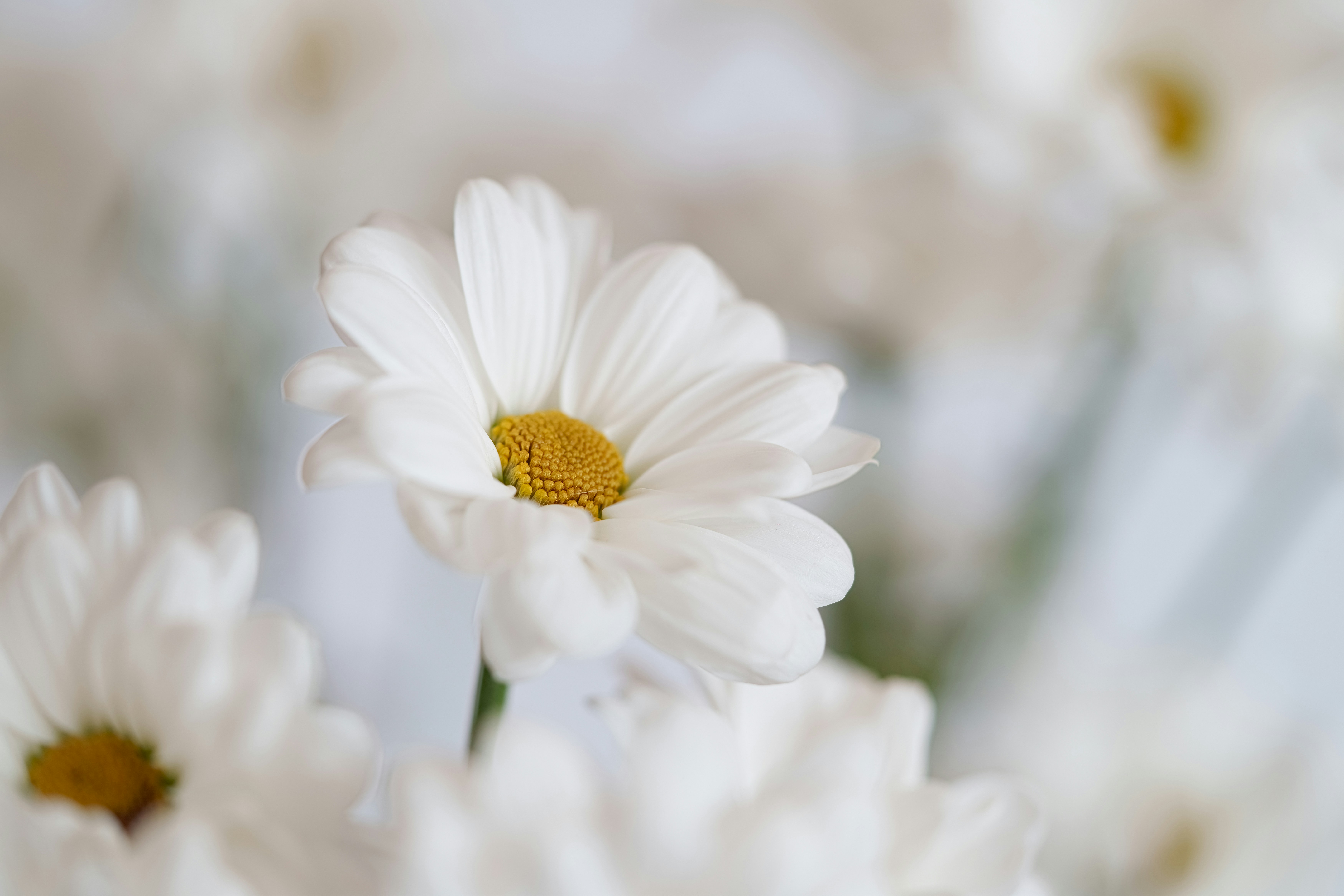 Close-up of white daisy flower with yellow center, softly blurred background, minimalistic floral scene.
