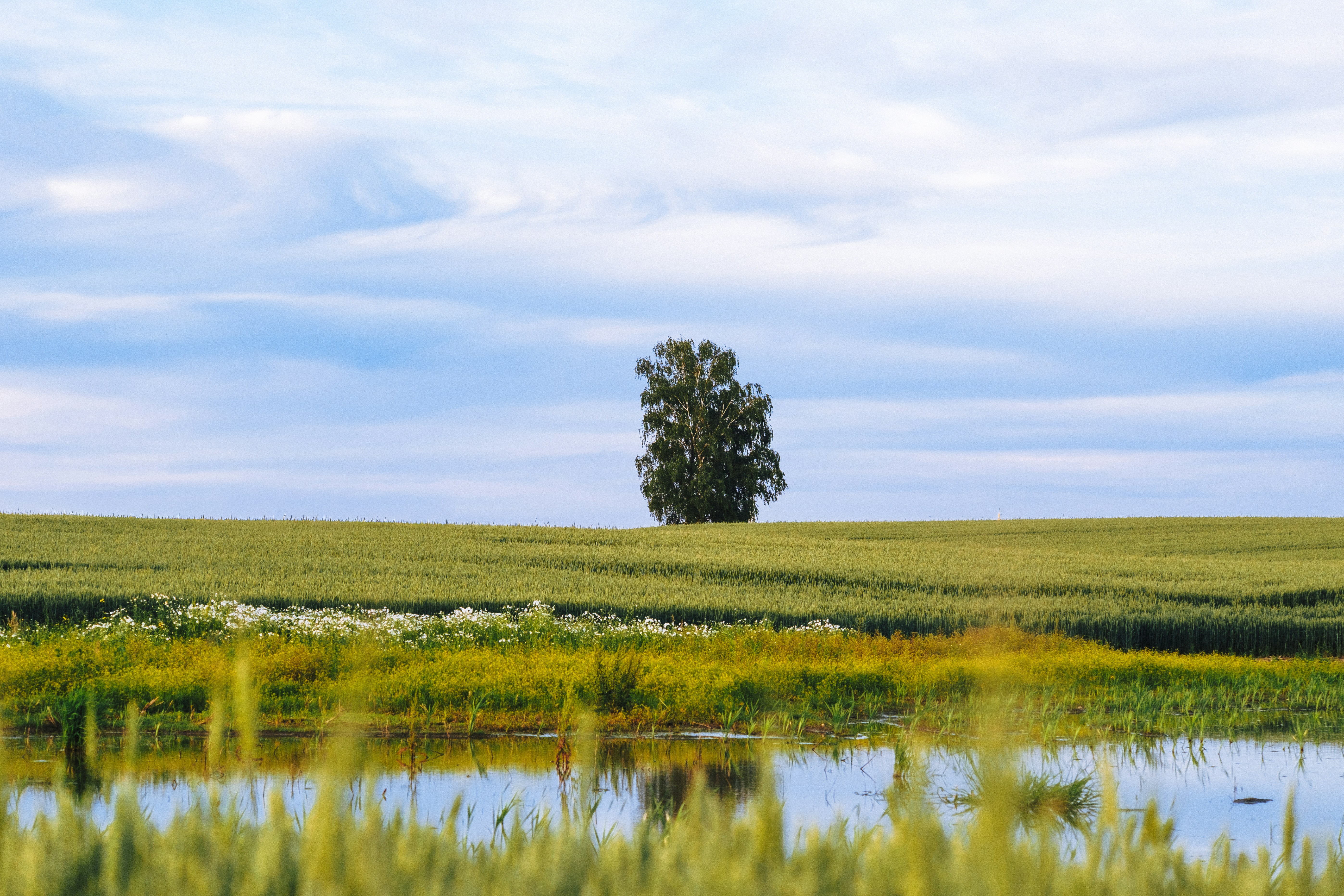  Lone Tree on the Horizon: Quiet Field under a Layered Sky