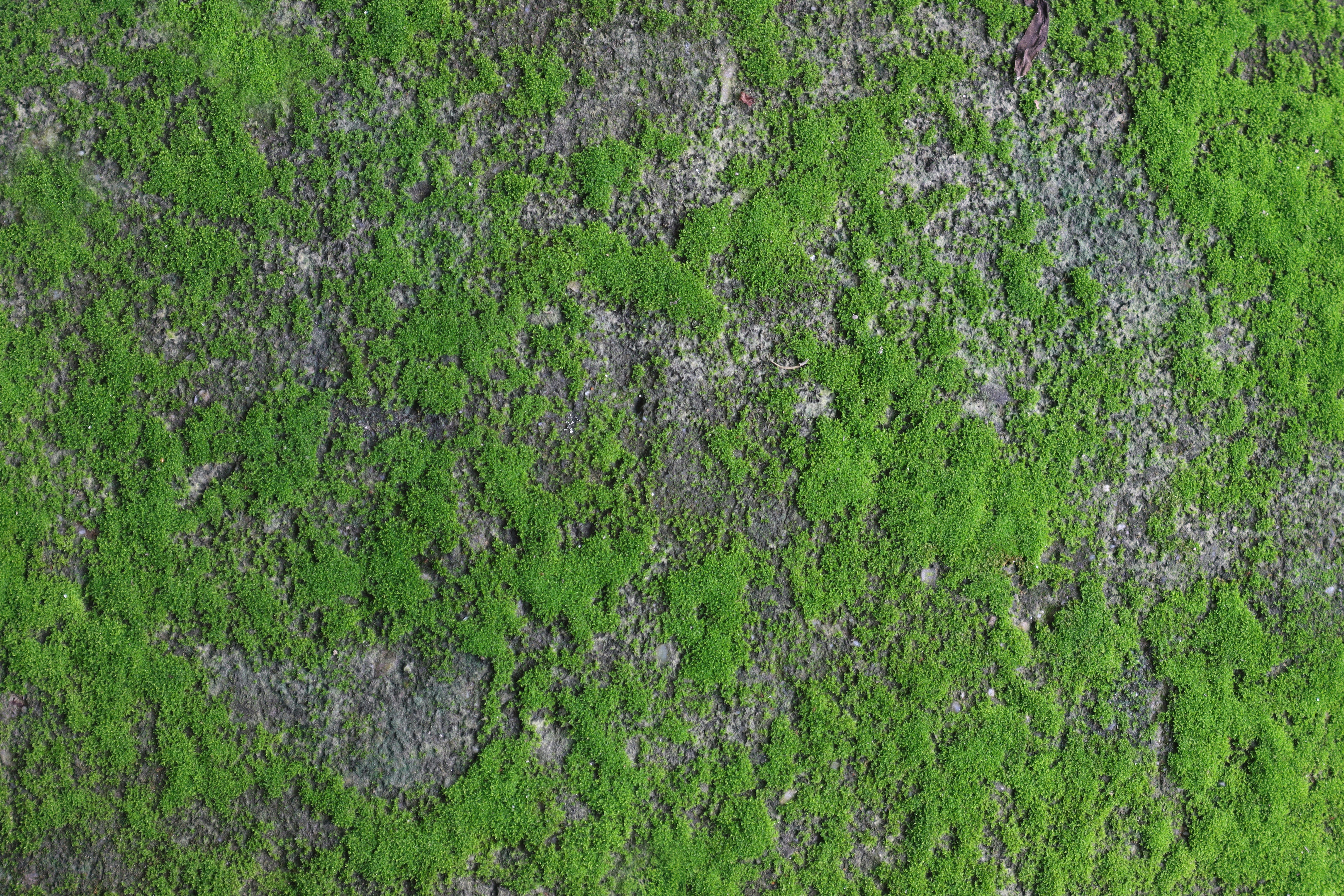 Moss-Cilled Canvas: A Verdant Geological Texture