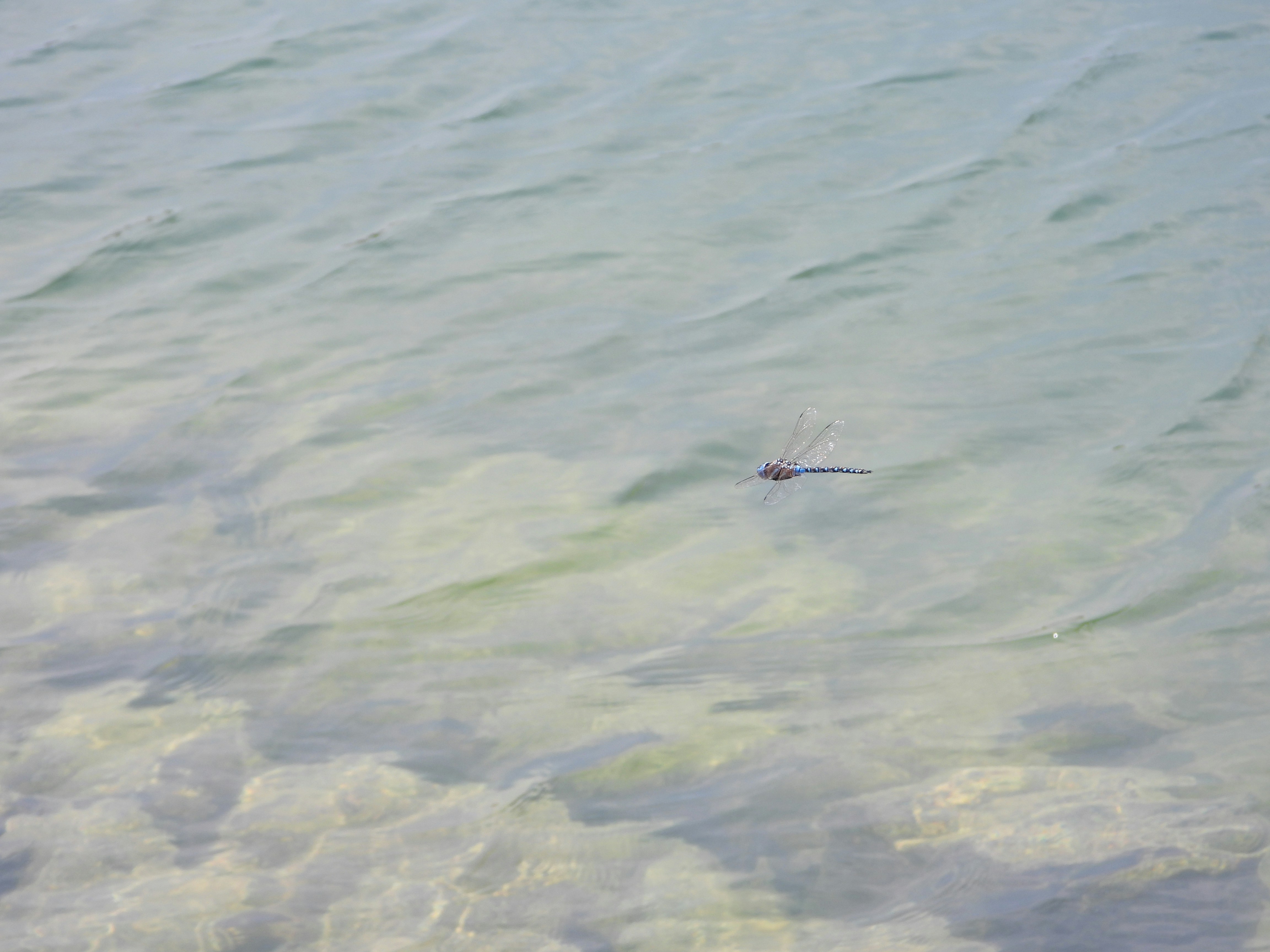 Tiny dragonfly skims a sunlit lake, its body casting a slim silhouette over water with rocky, translucent depths beneath.