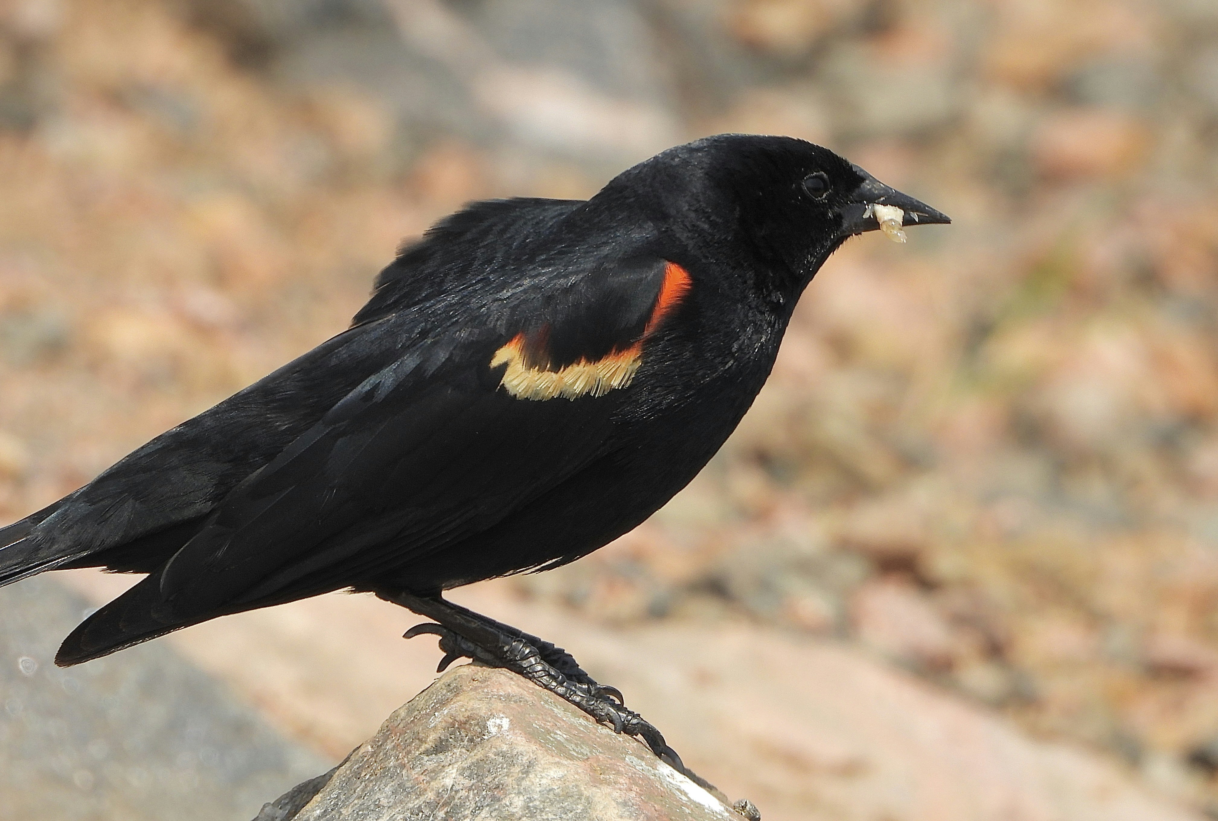 Glossy black bird with a vivid orange-cream shoulder patch perched on a rock, autumn leaf background, close-up portrait style.