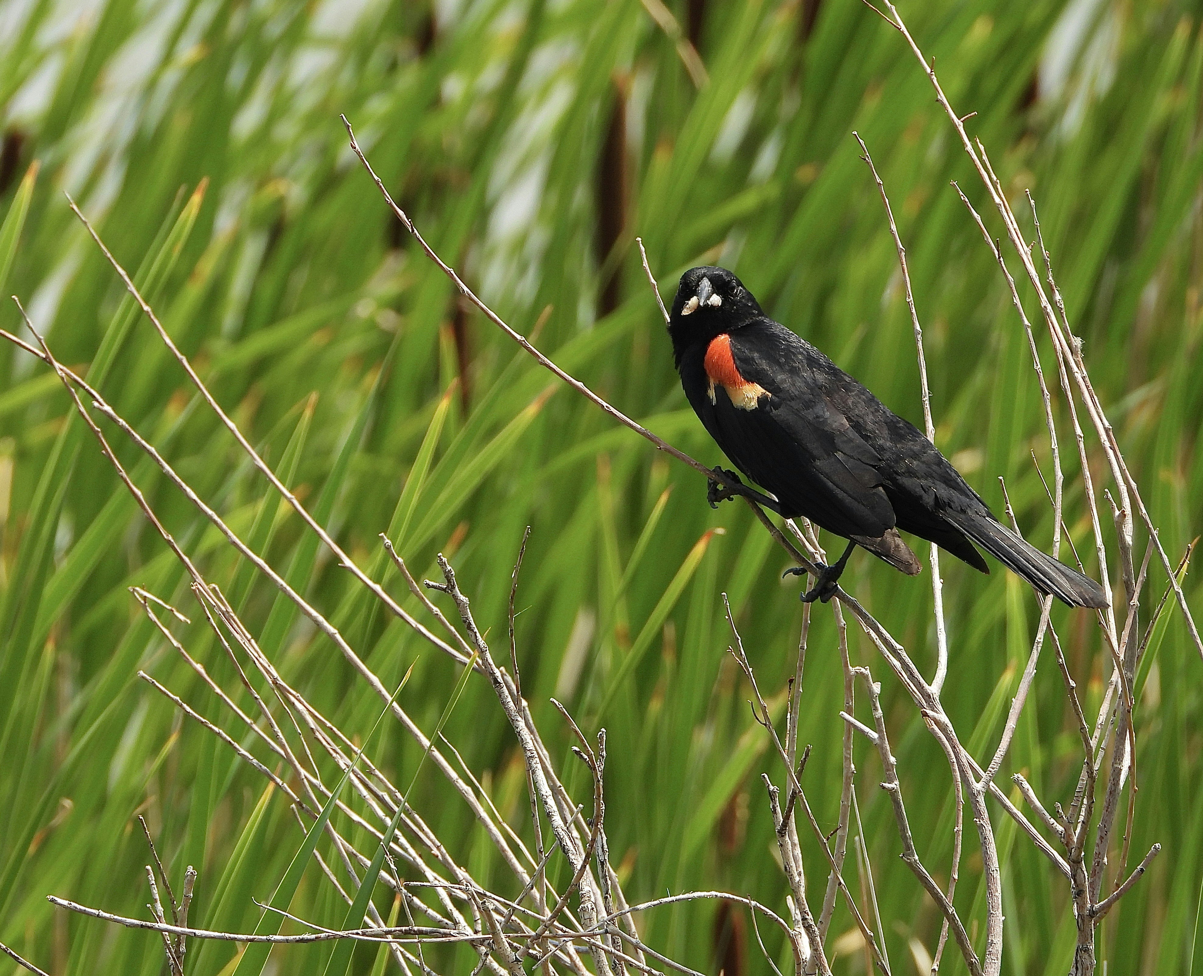 Colorful bird perched on bare twigs amid tall green marsh grass, displaying a bright red wing patch.