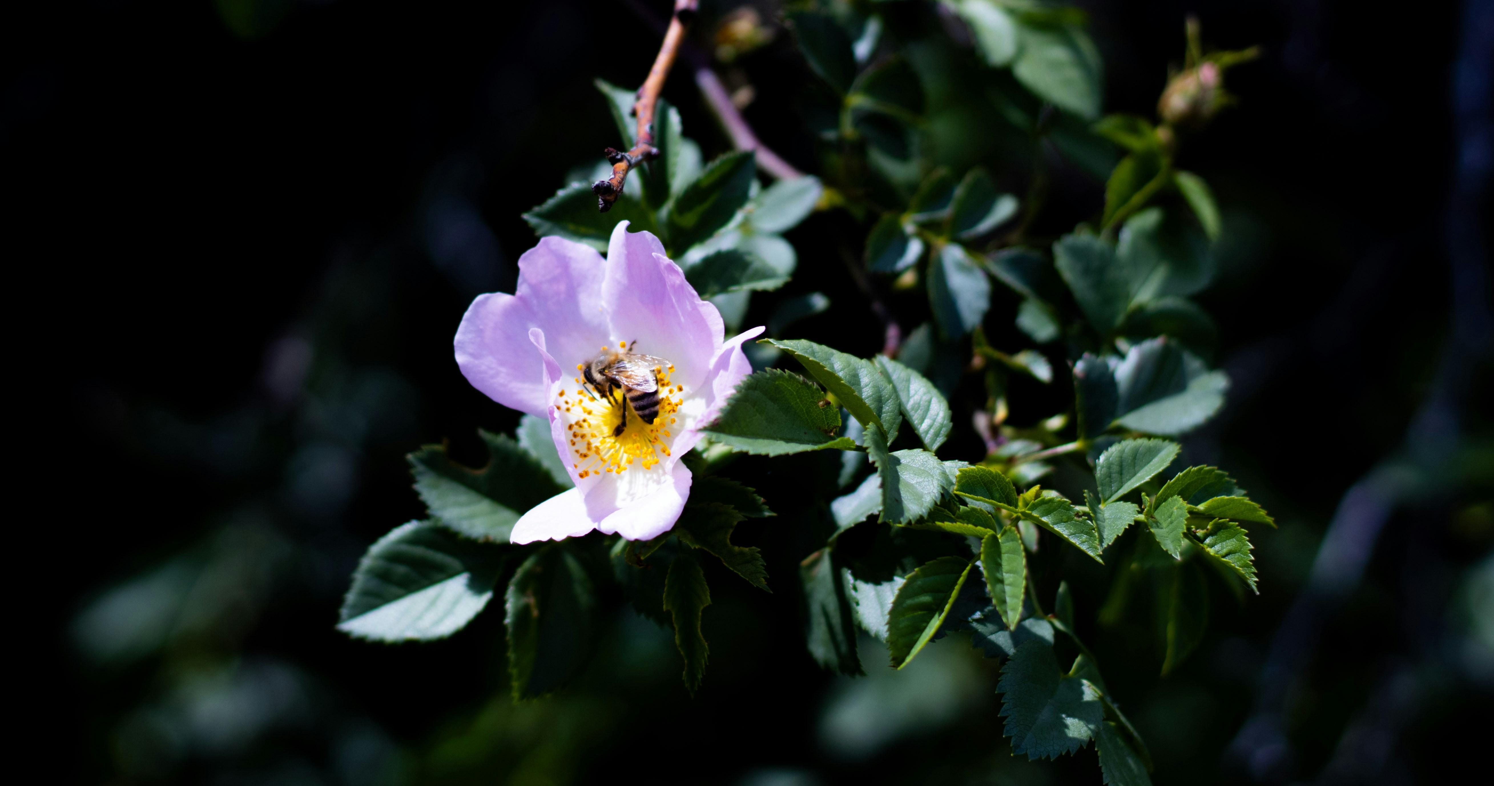 Pink Wild Rose with Bee in a Shadowed Fern Garden