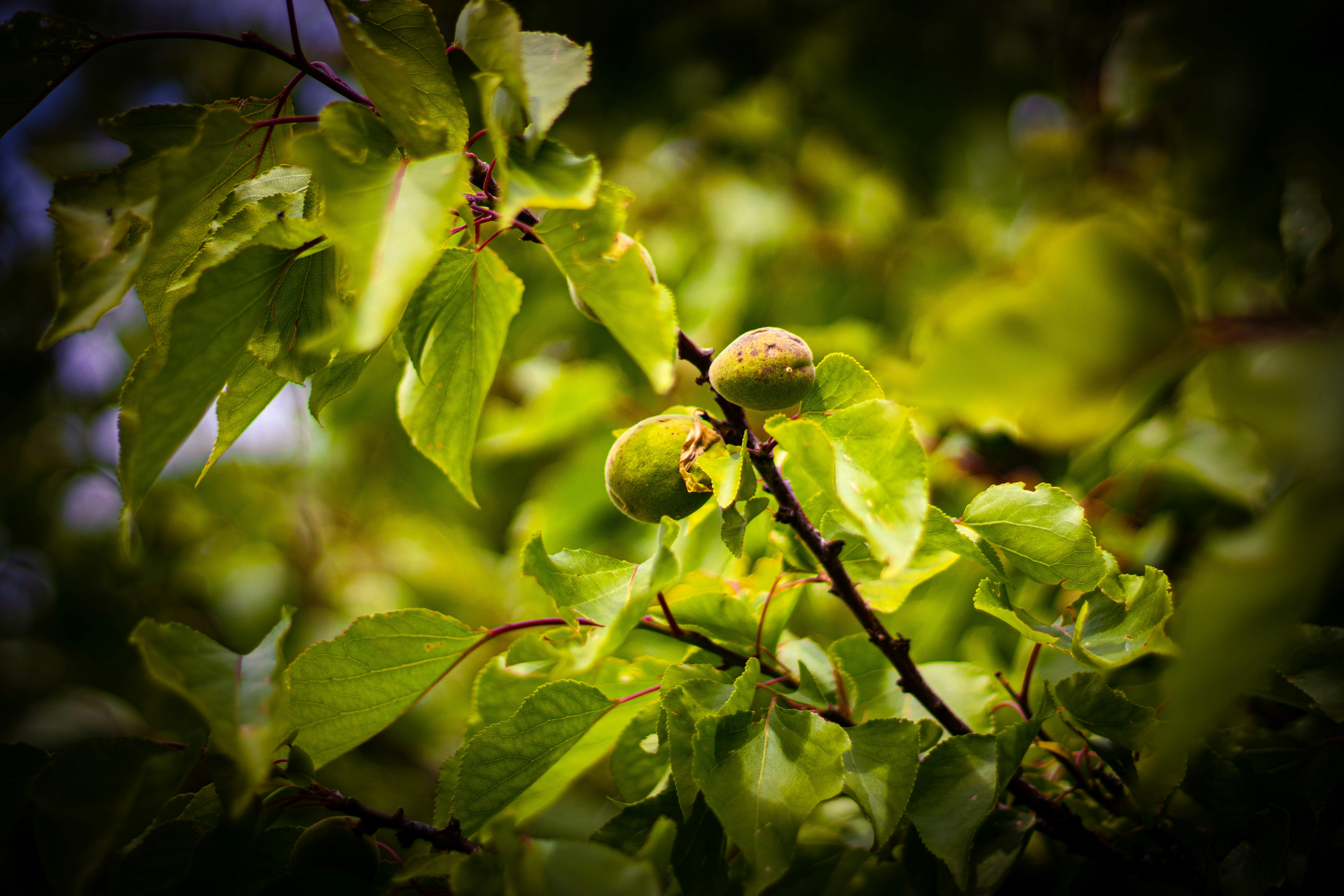 Sunlit Apricot Branches: A Quiet Garden Moment