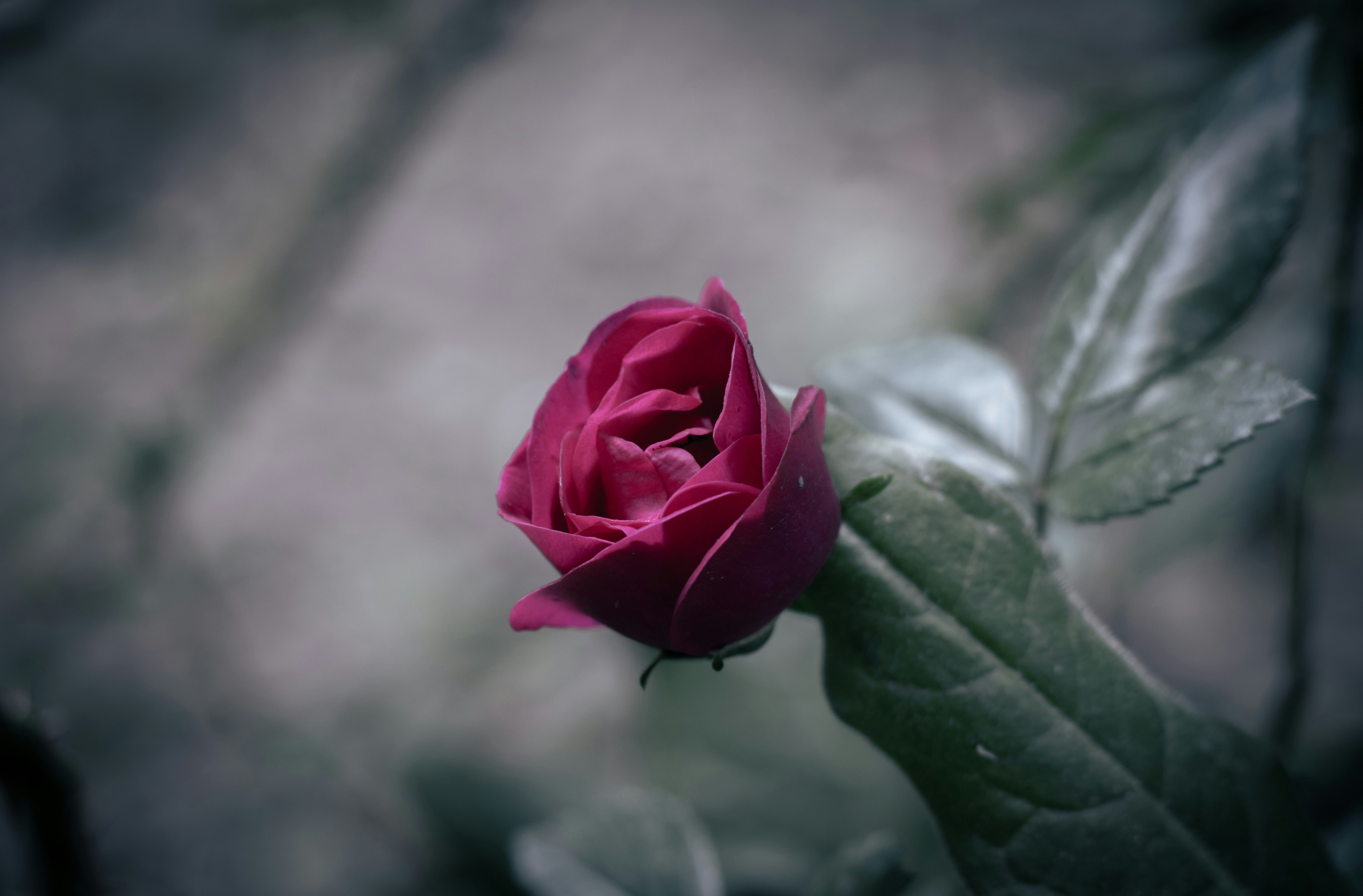 Crimson Bud in Quiet Focus