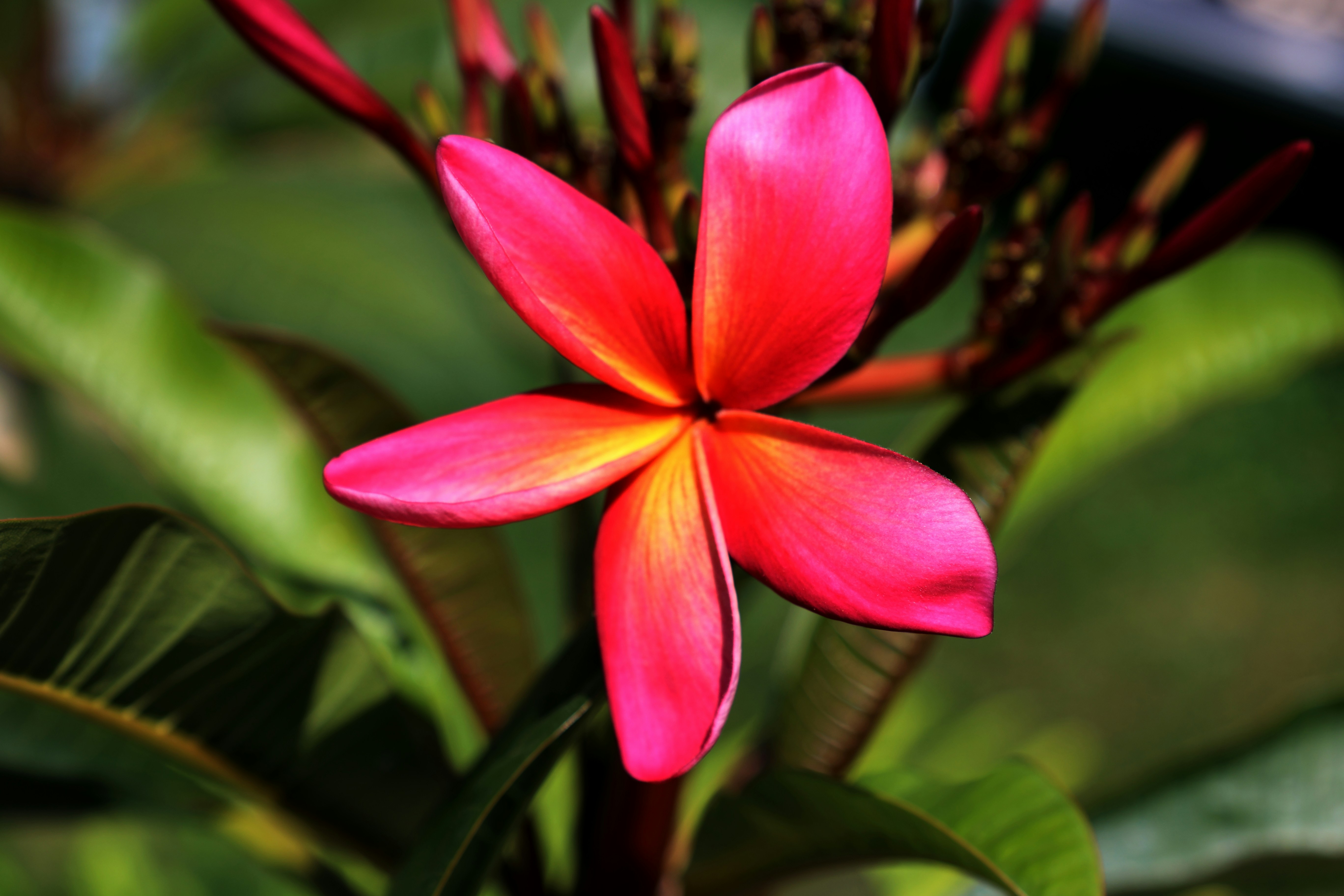 Photo by Kalyan Mukherjee with Canon EOS R6