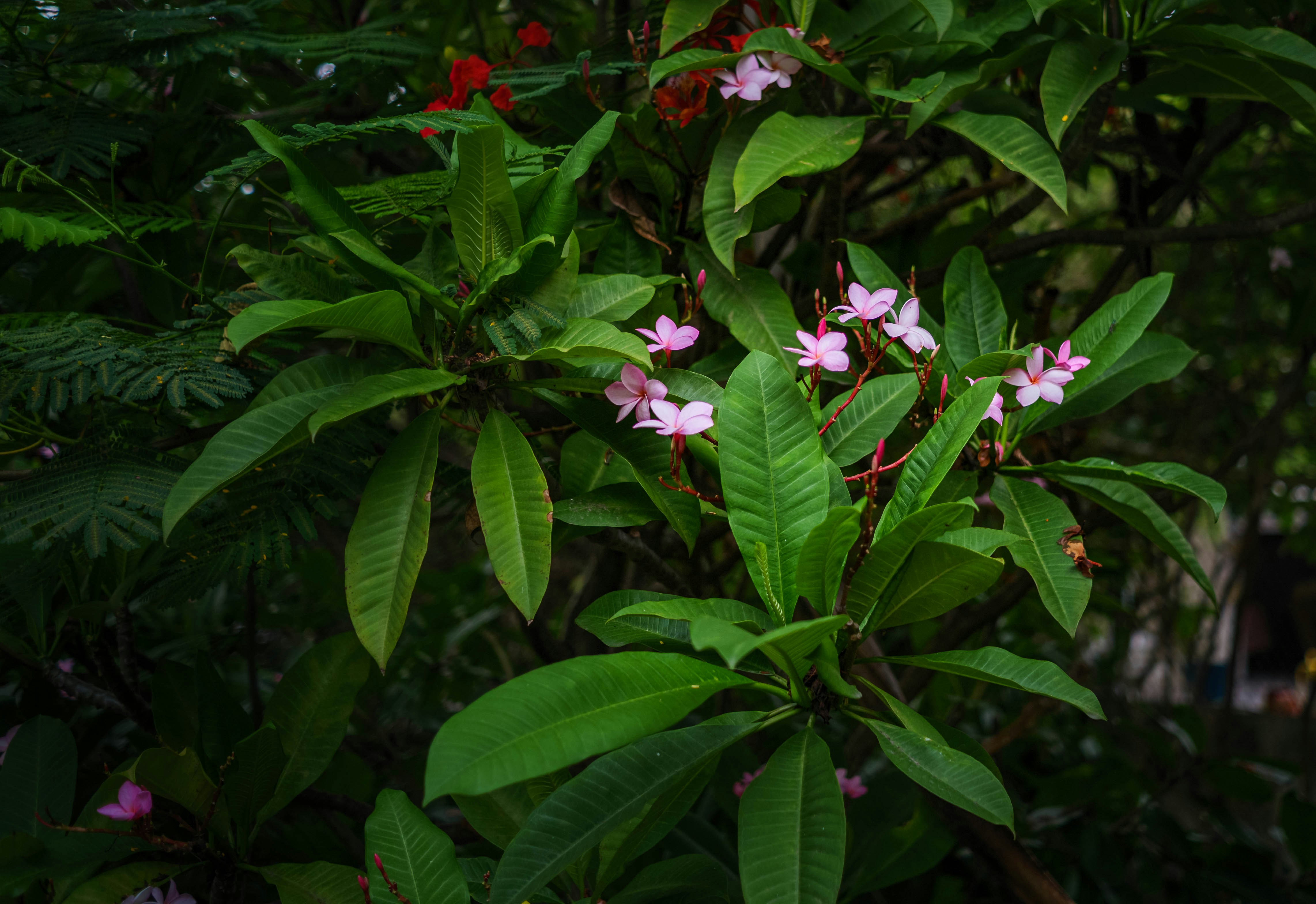 Close-up of a leafy shrub with small pink flowers, highlighting natural texture and color in a garden setting. It's a photographic study of plant life rather than a landscape.