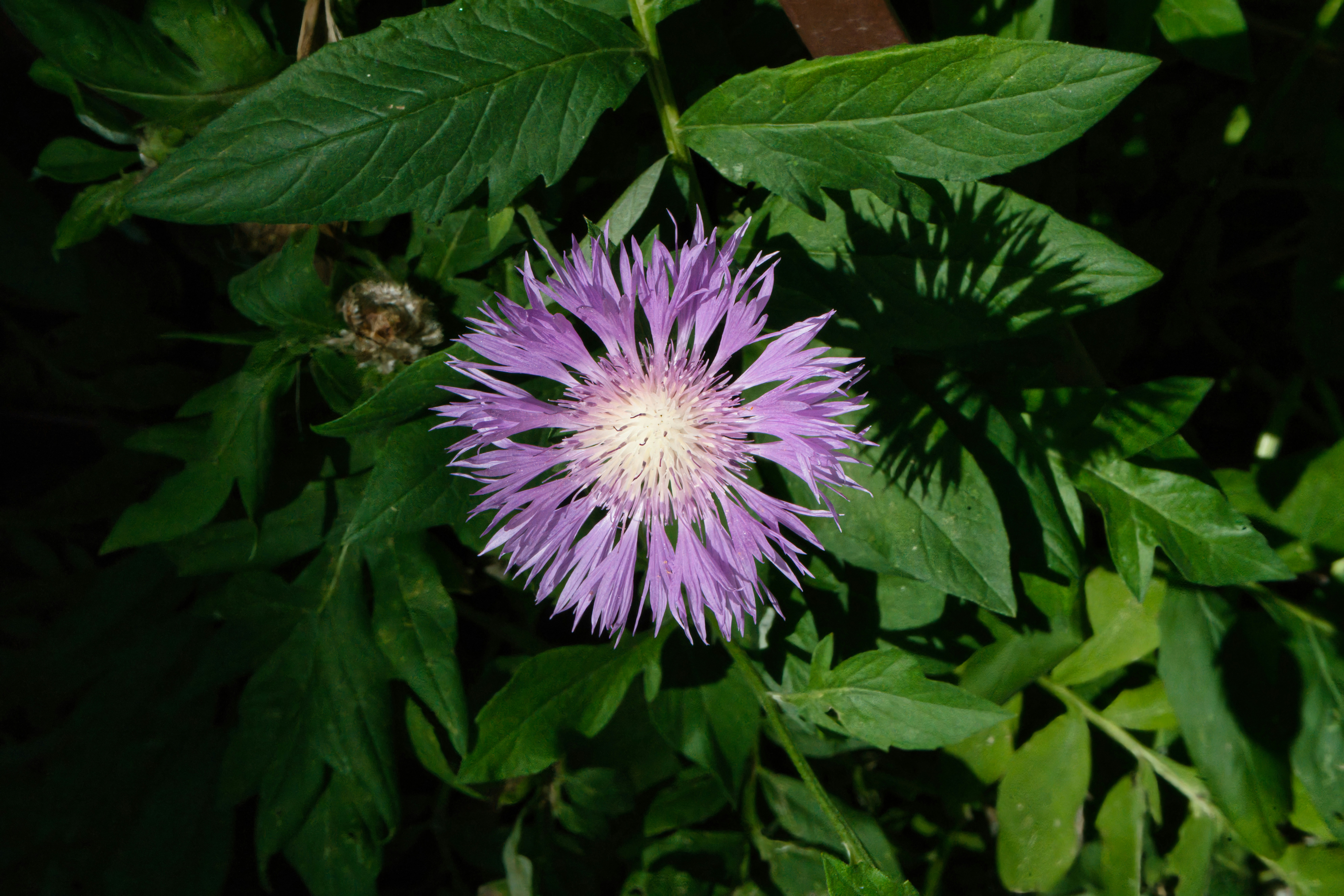 A vibrant lavender bloom stands at the center of deep green leaves, drawing attention to its spiky petals; the shot highlights natural texture and contrast against the surrounding foliage.