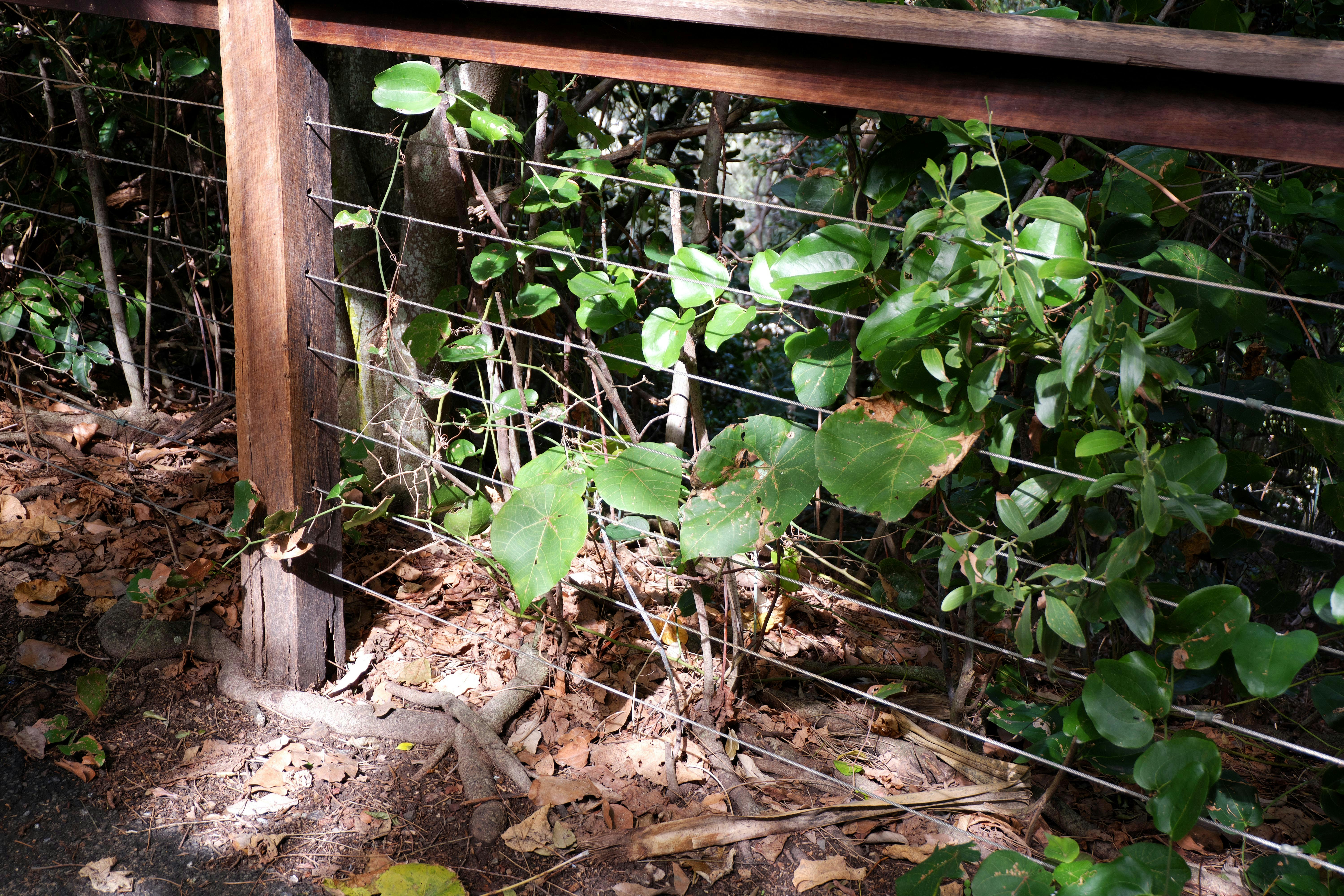 Overgrown Fence and Greenery: A Quiet Garden Boundary