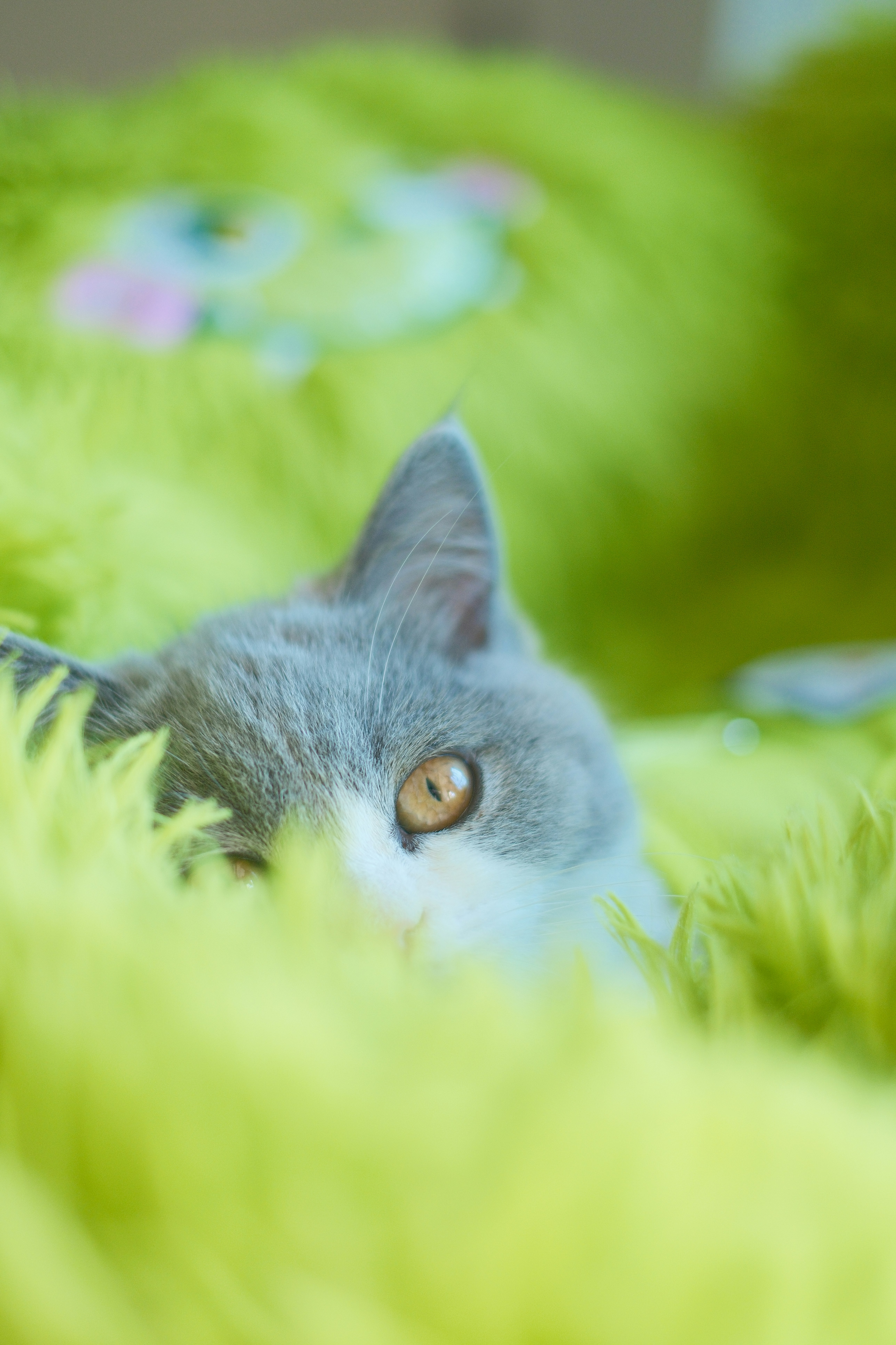Partial Reveal: A Curious Cat Emerges from Lime Fur
