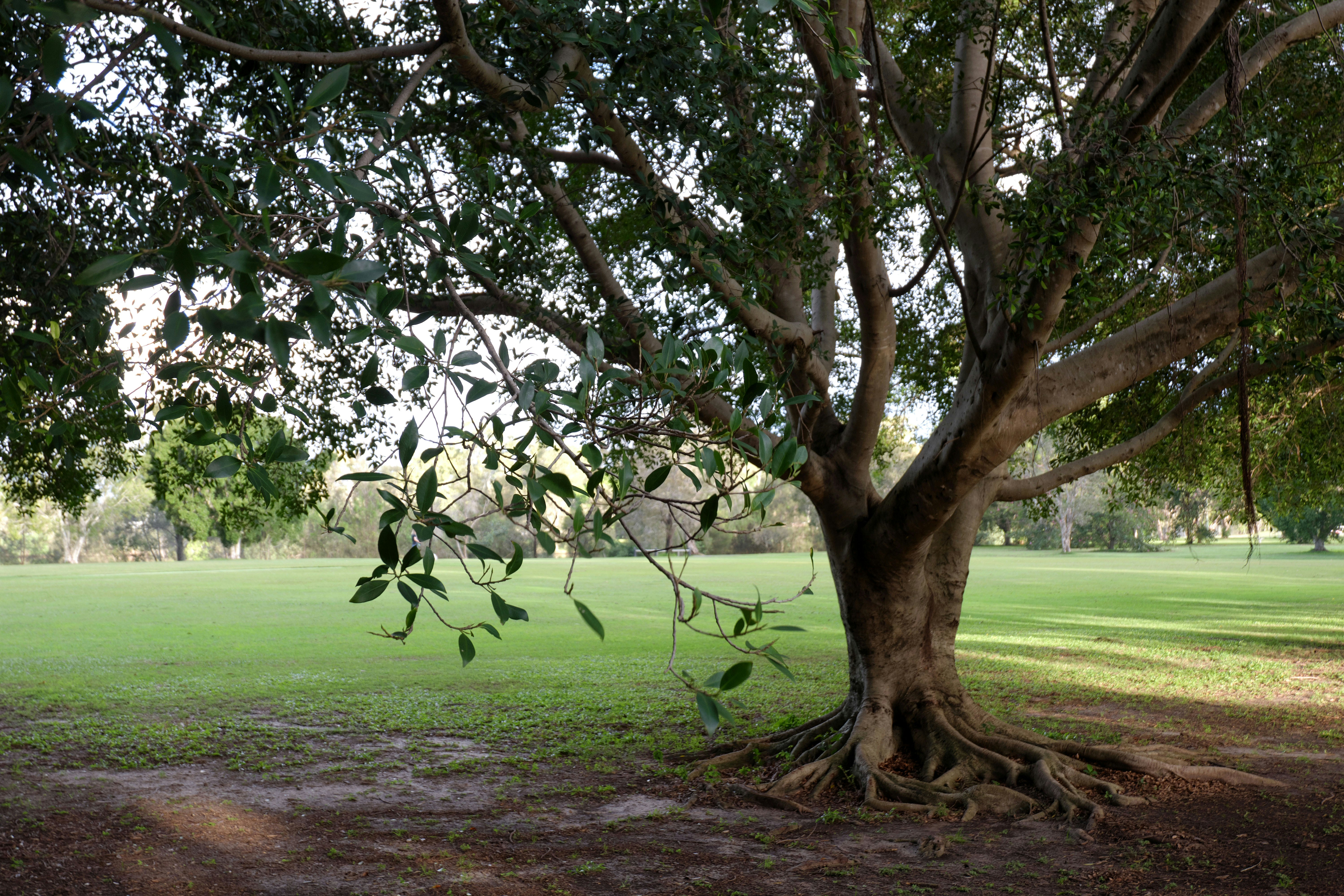 Ancient Tree of the Park: Roots, Canopy, and Open Field
