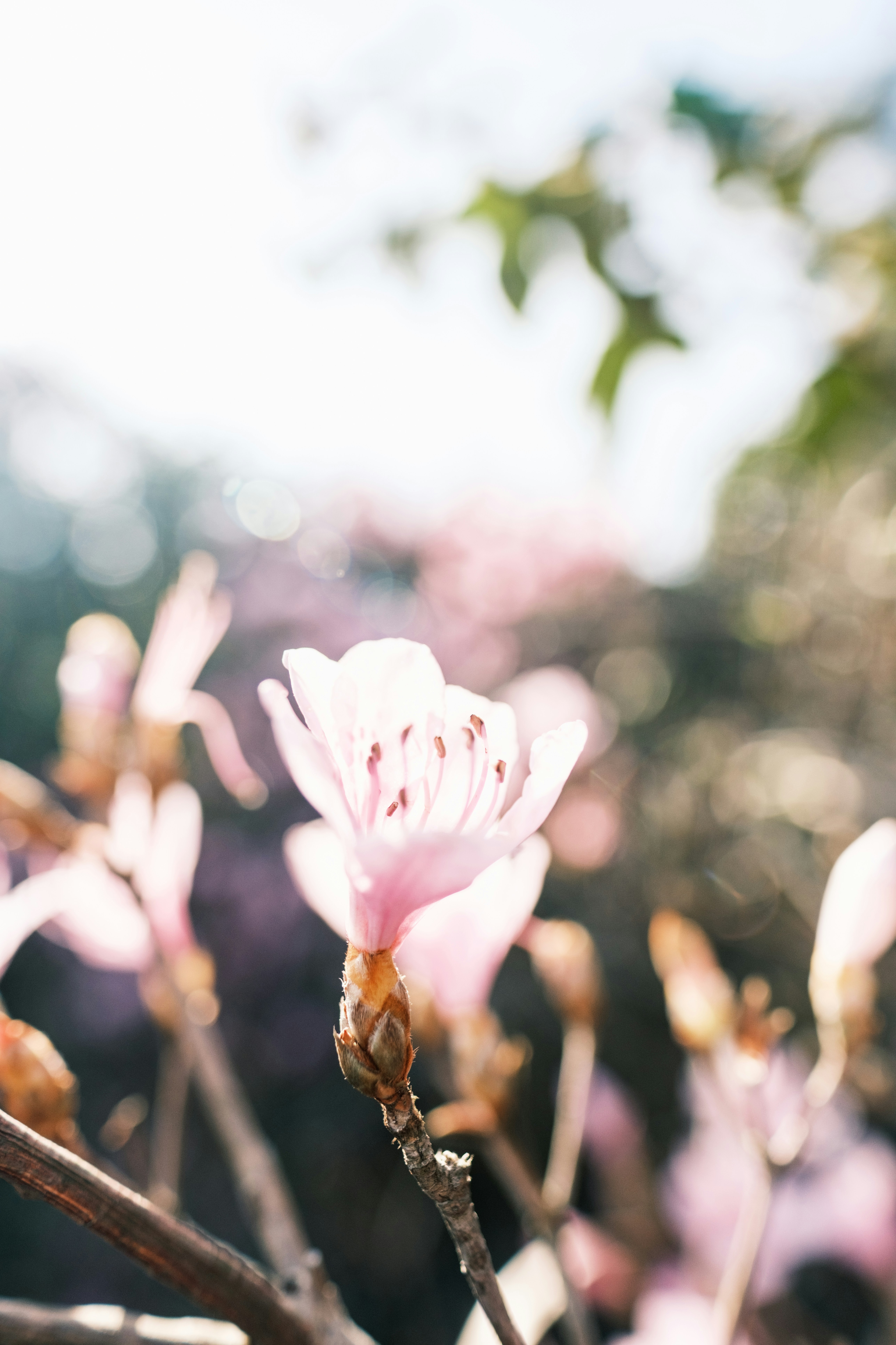 Soft-petal bloom in sunlit garden blur